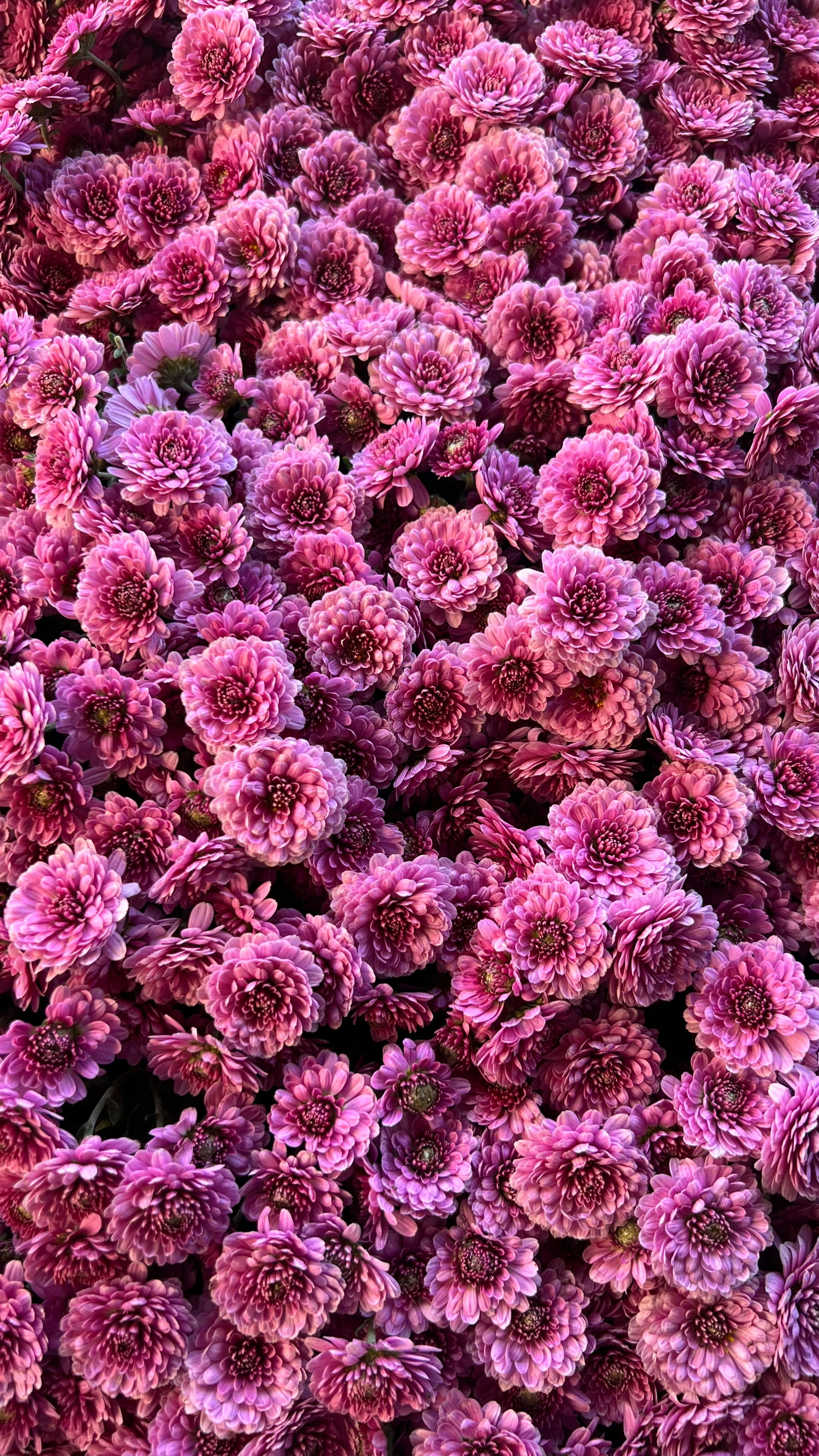 Vibrant clusters of pink chrysanthemums fill the frame, showcasing their intricate layers and textures. The floral arrangement creates a lush, inviting atmosphere.