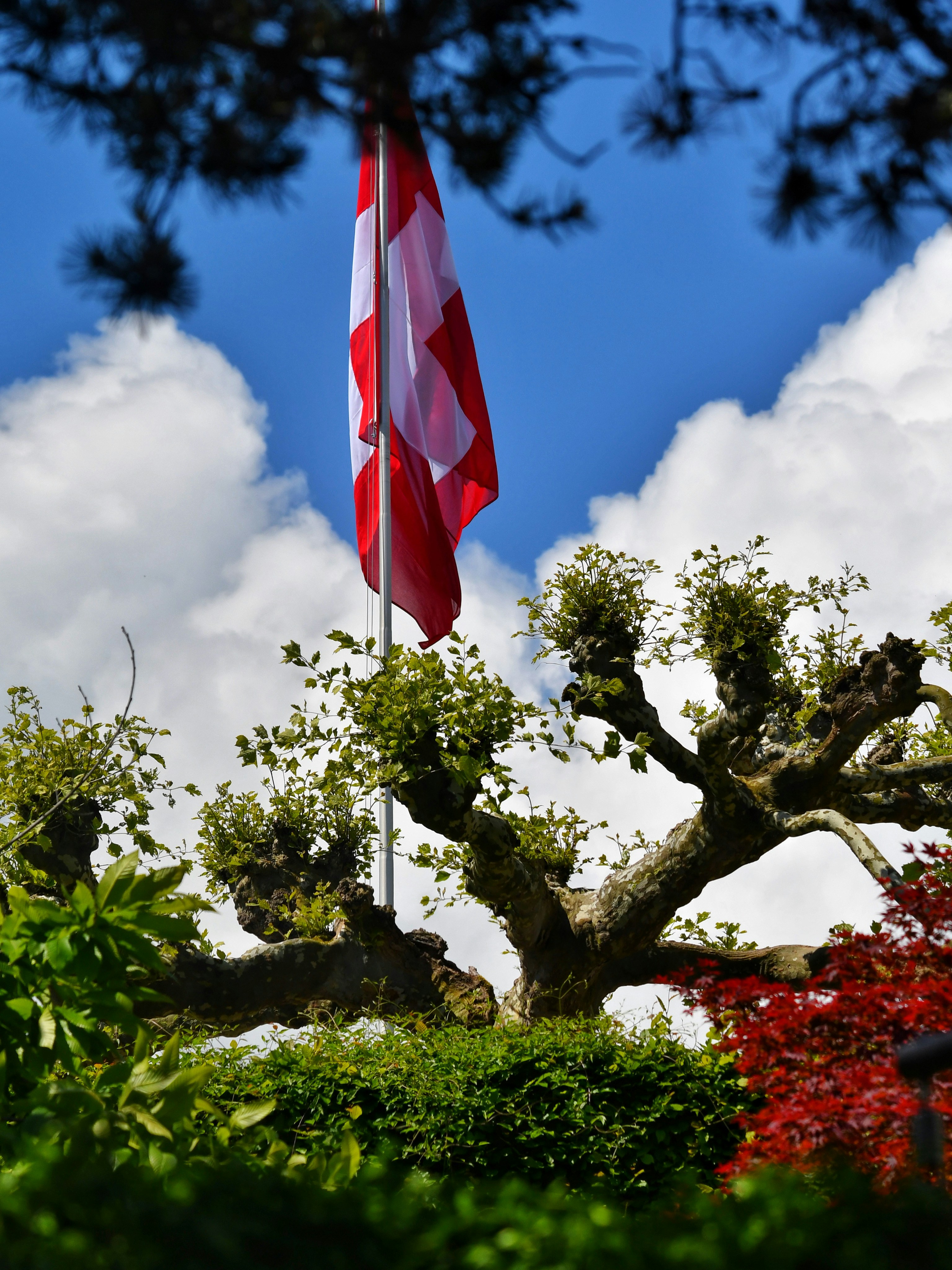 Swiss Flag Rising Above Pruned Branches in a Clear Blue Sky