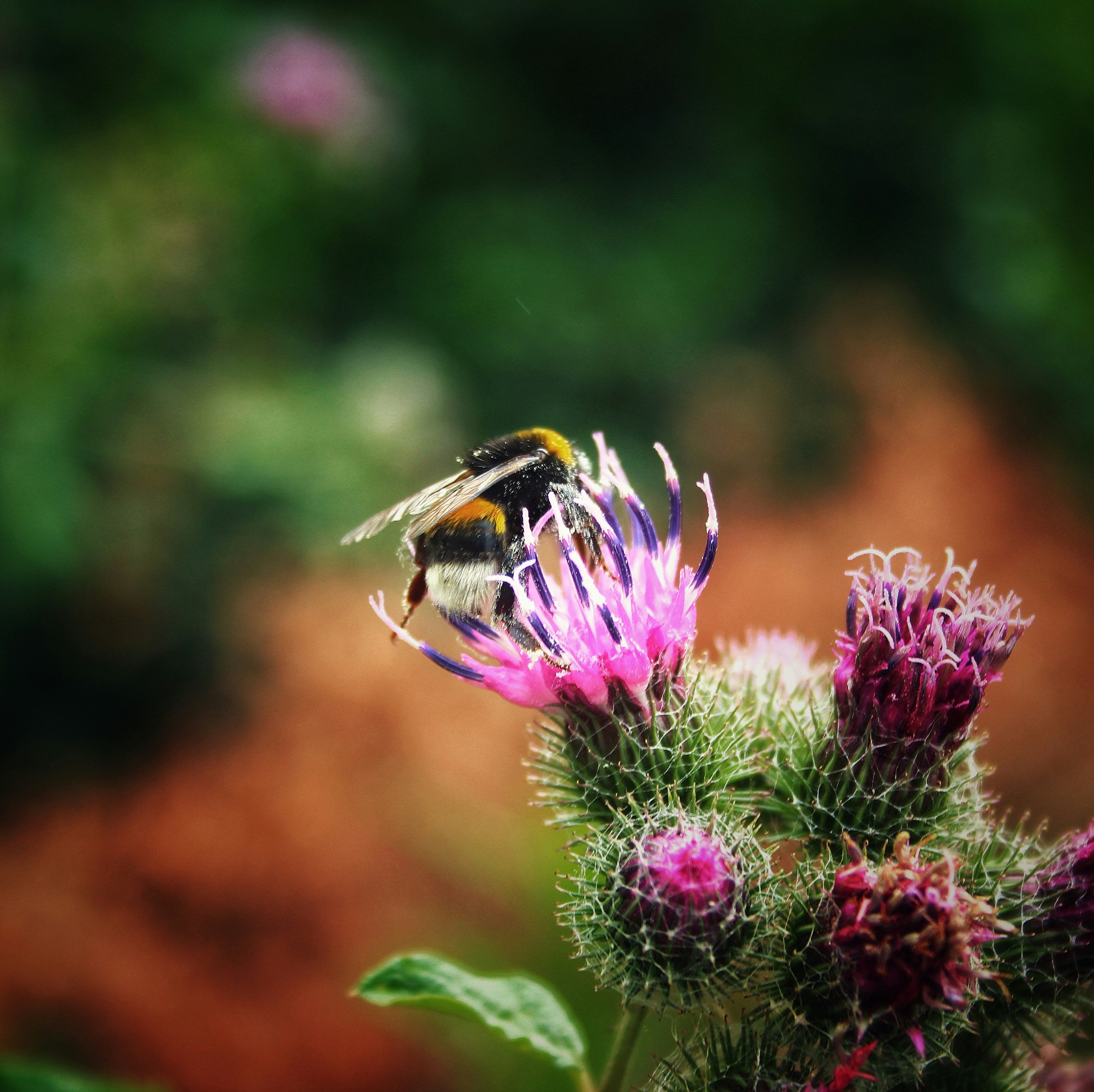 Bumblebee on a Magenta Thistle: A Quiet Macro Moment