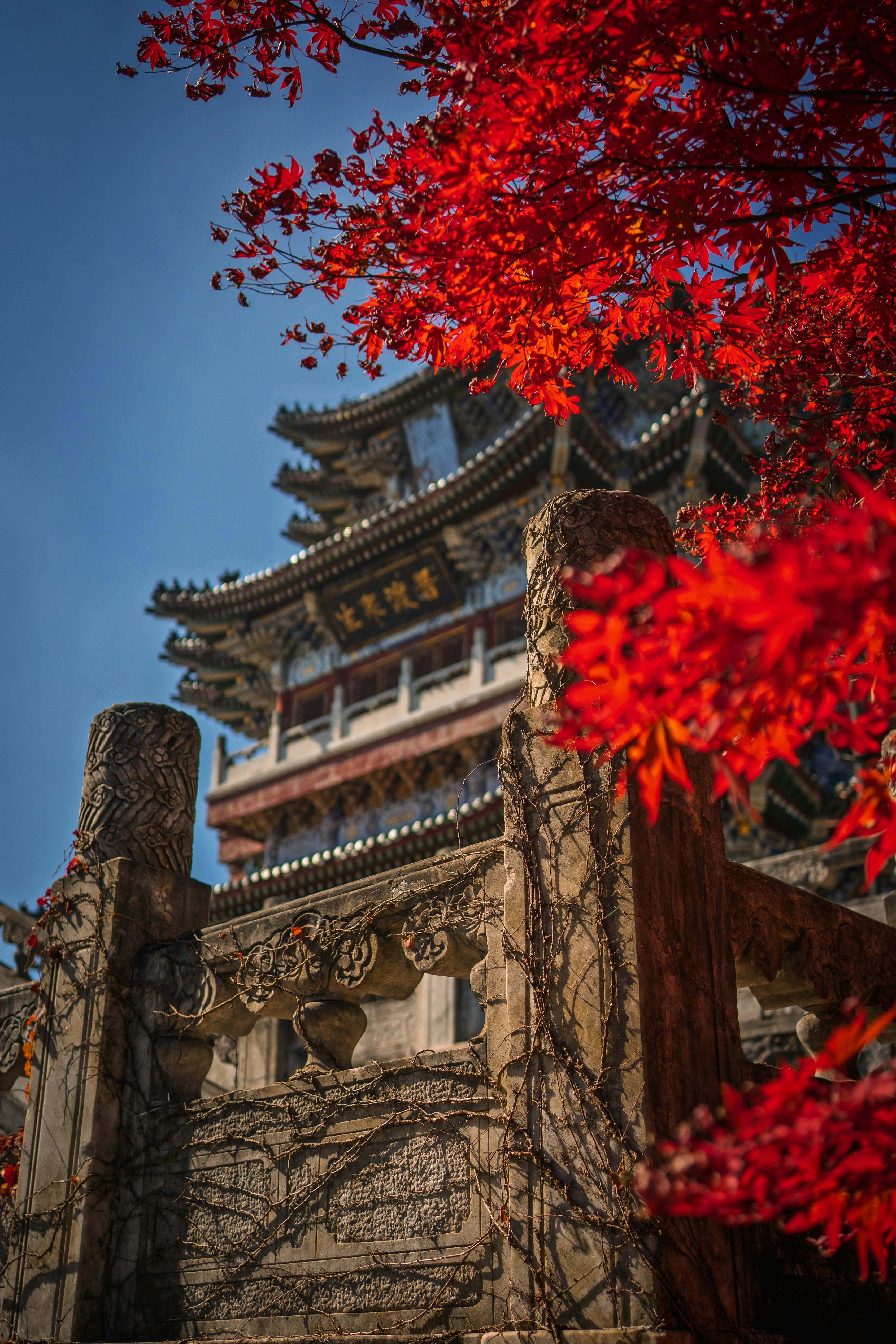 Autumn leaves frame a beautiful ancient pagoda.Jakub Tomasik