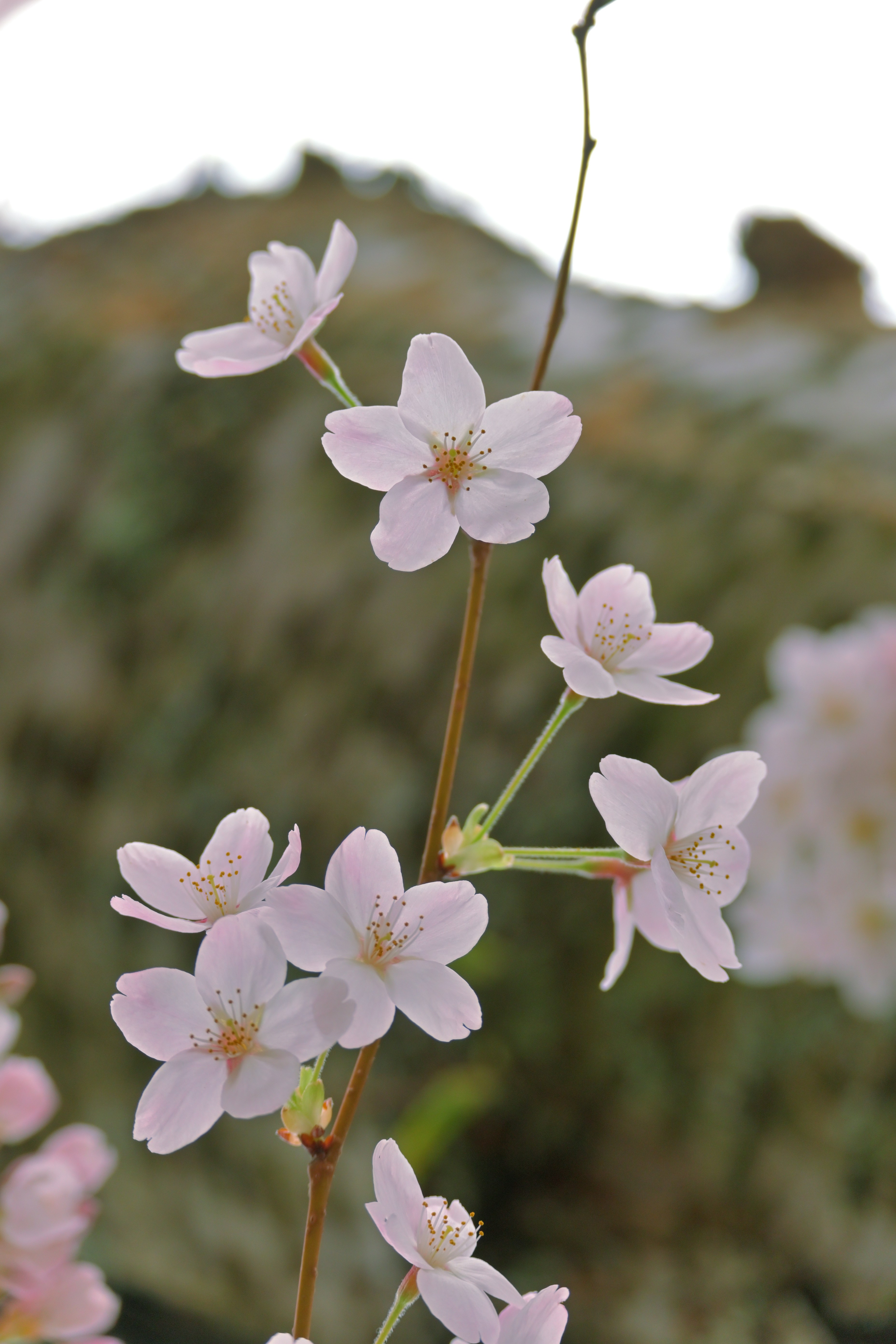 Pastel Cherry Blooms on a Lone Stem