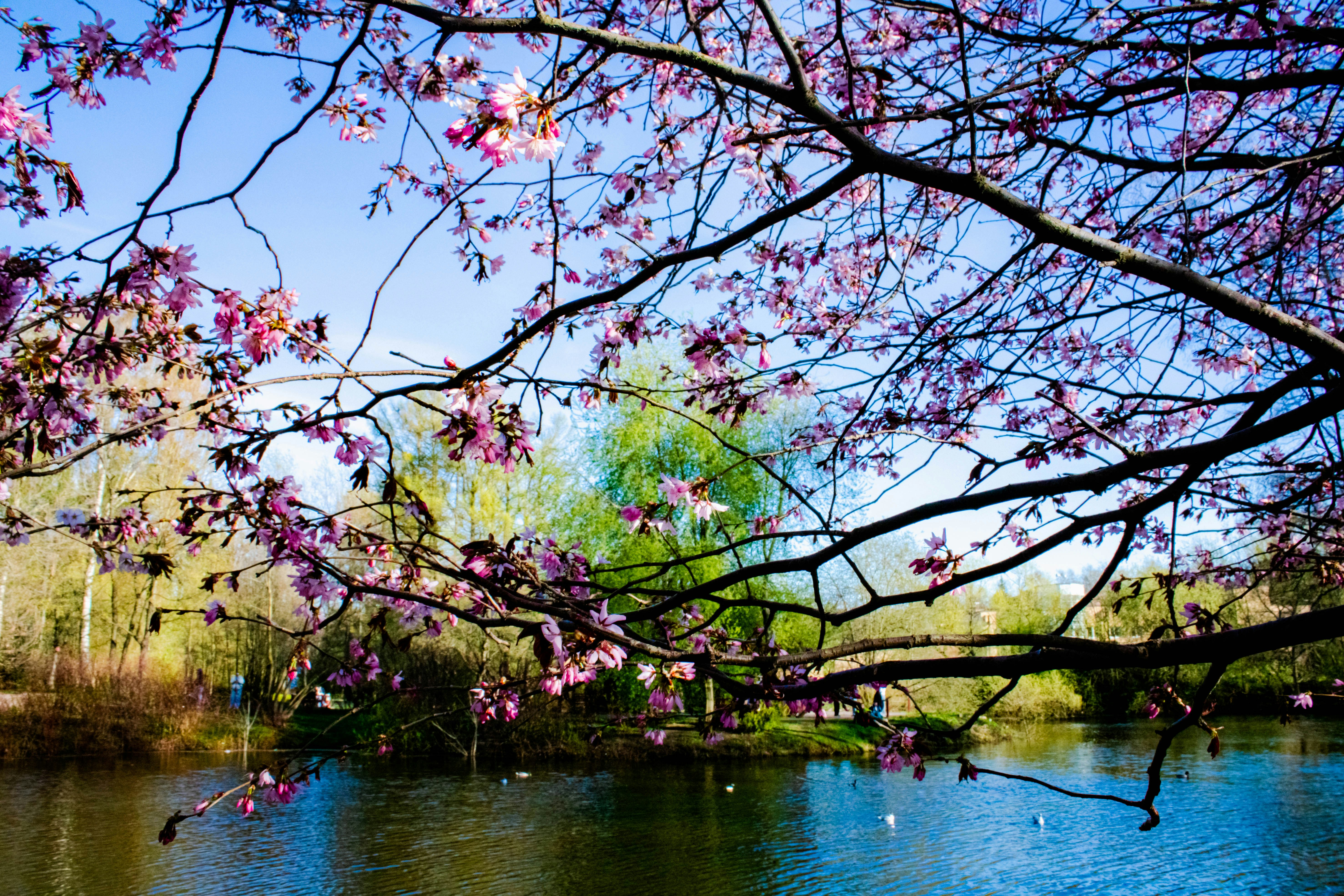 Blossoms over the Quiet River: Spring Branches Framing the Water