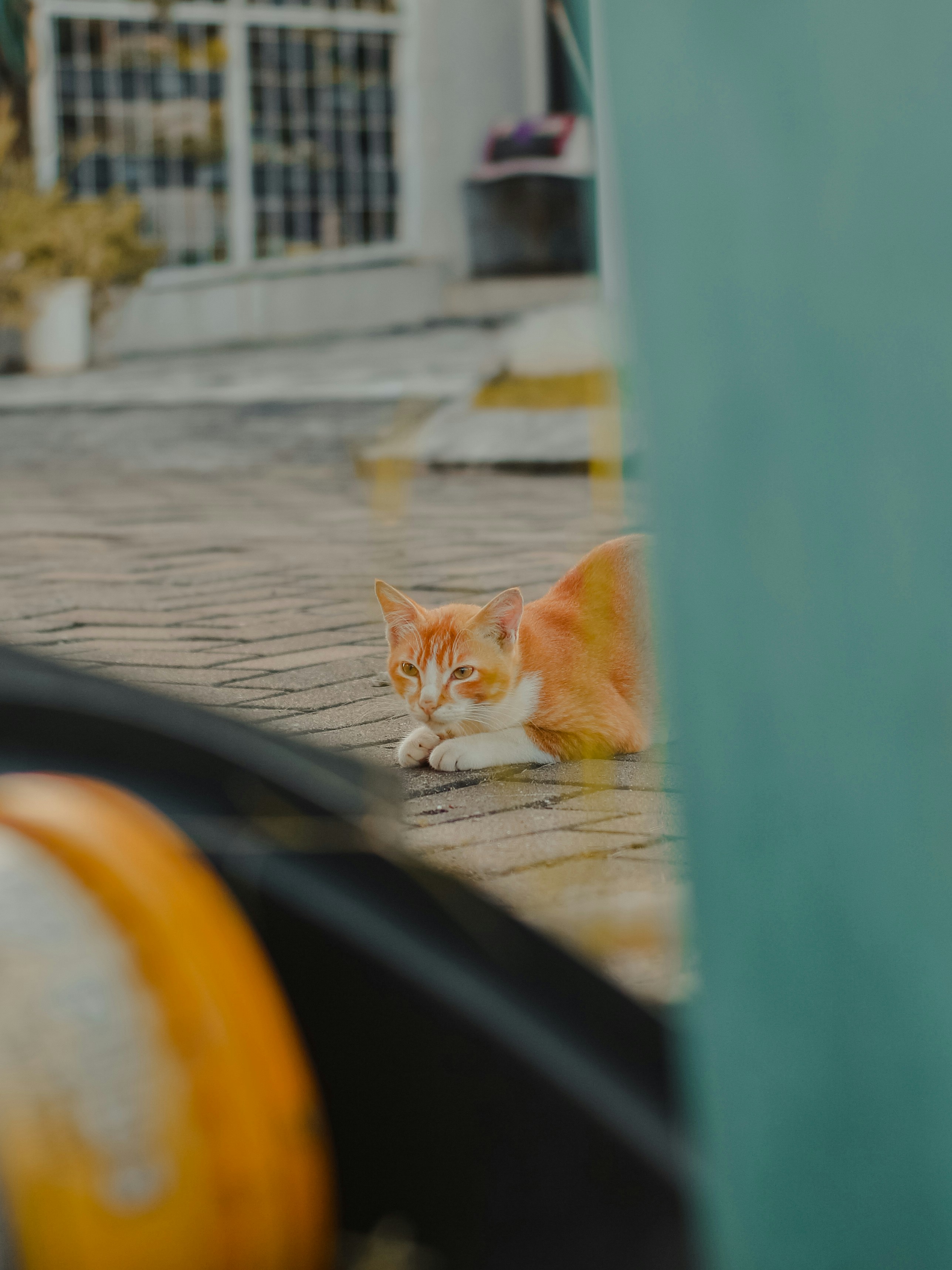 Amber-Soft Feline Amid Urban Echoes