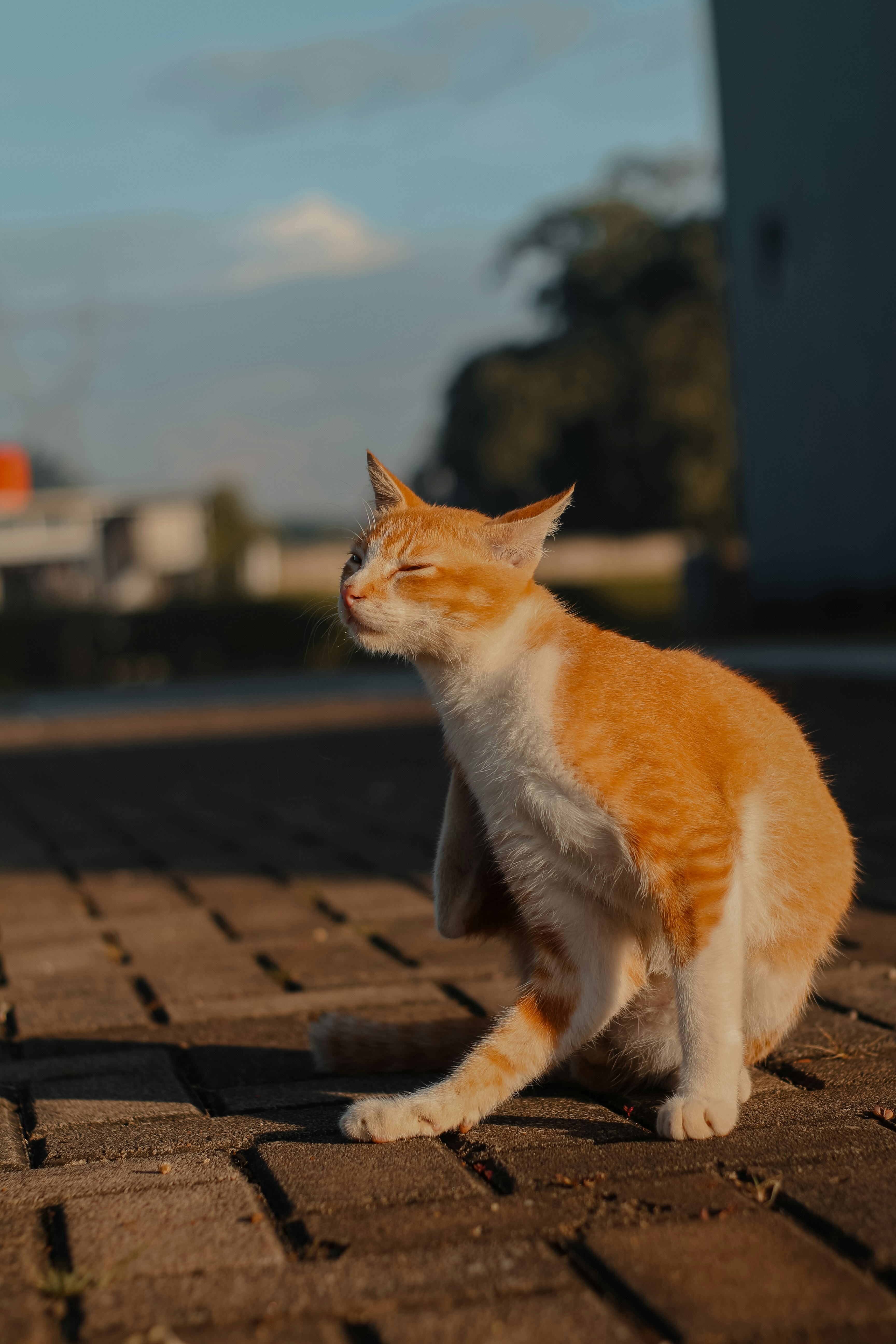 Golden Hour Sentinel: An Amber Cat on Brick Pavement