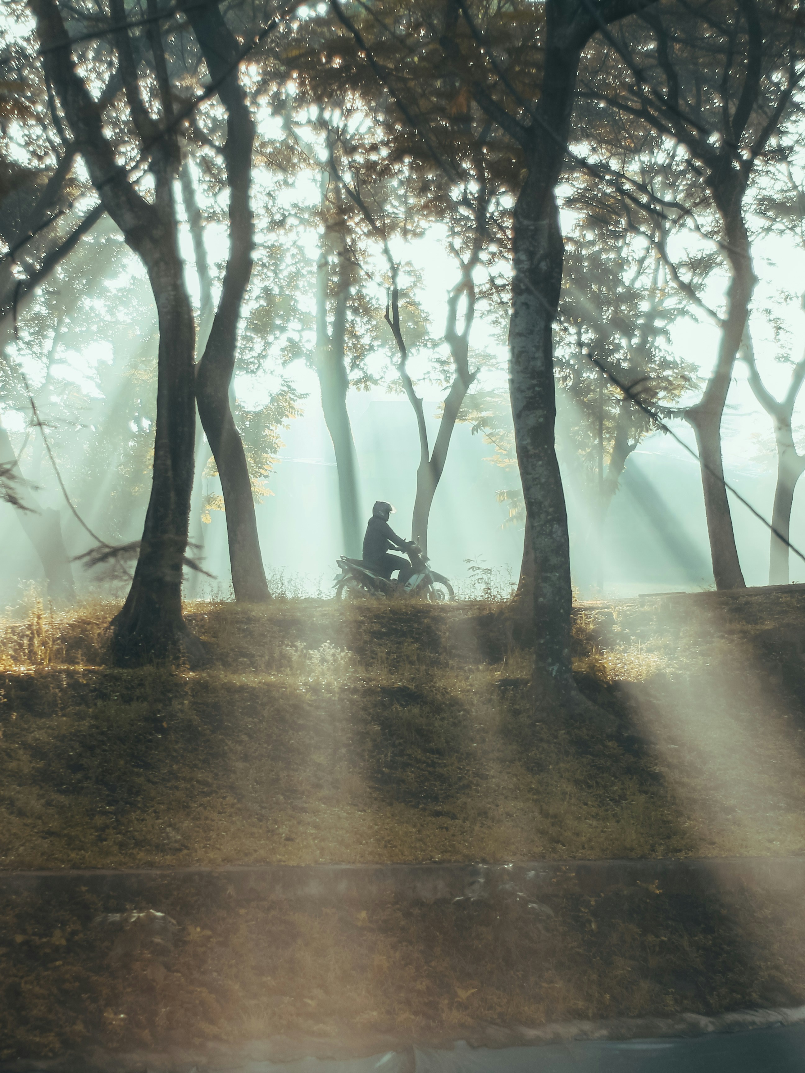 Rider in the Beams: A Quiet Forest Ride