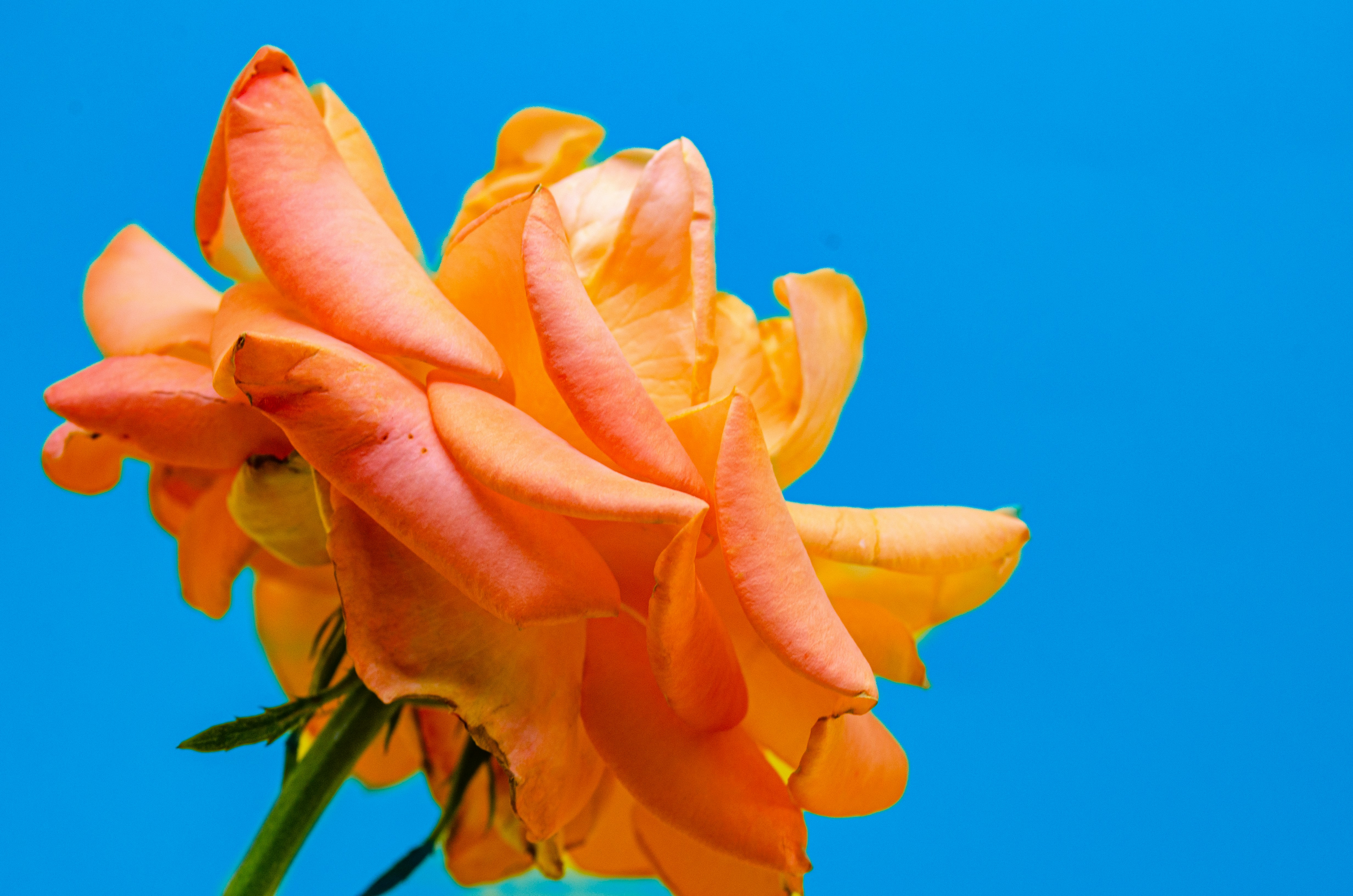 Orange Rose Against a Cerulean Sky: A Burst of Color and Form