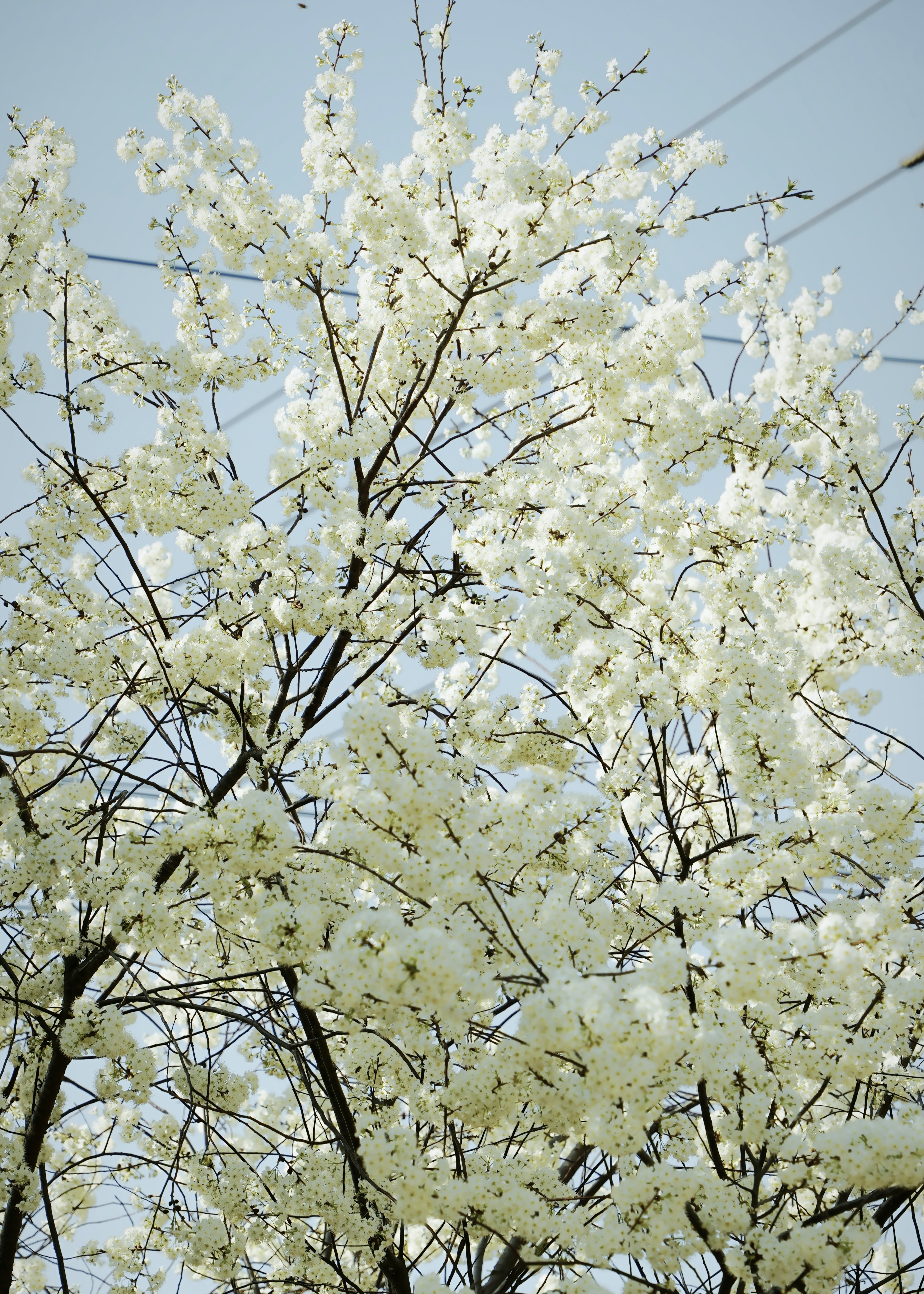 Ivory Canopy: White blossoms weave through a pale blue spring sky