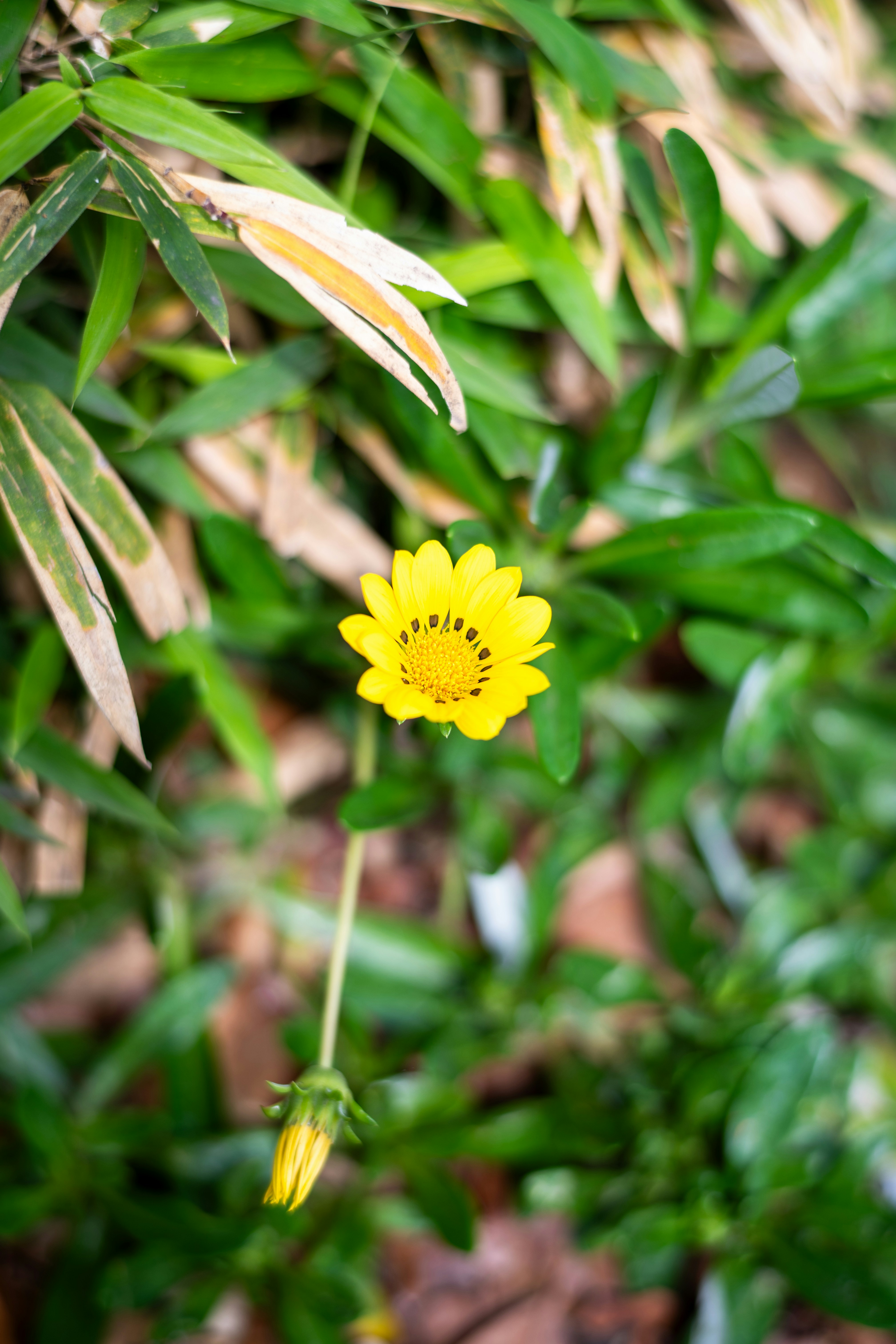 A bright yellow flower blooms amongst greenery.