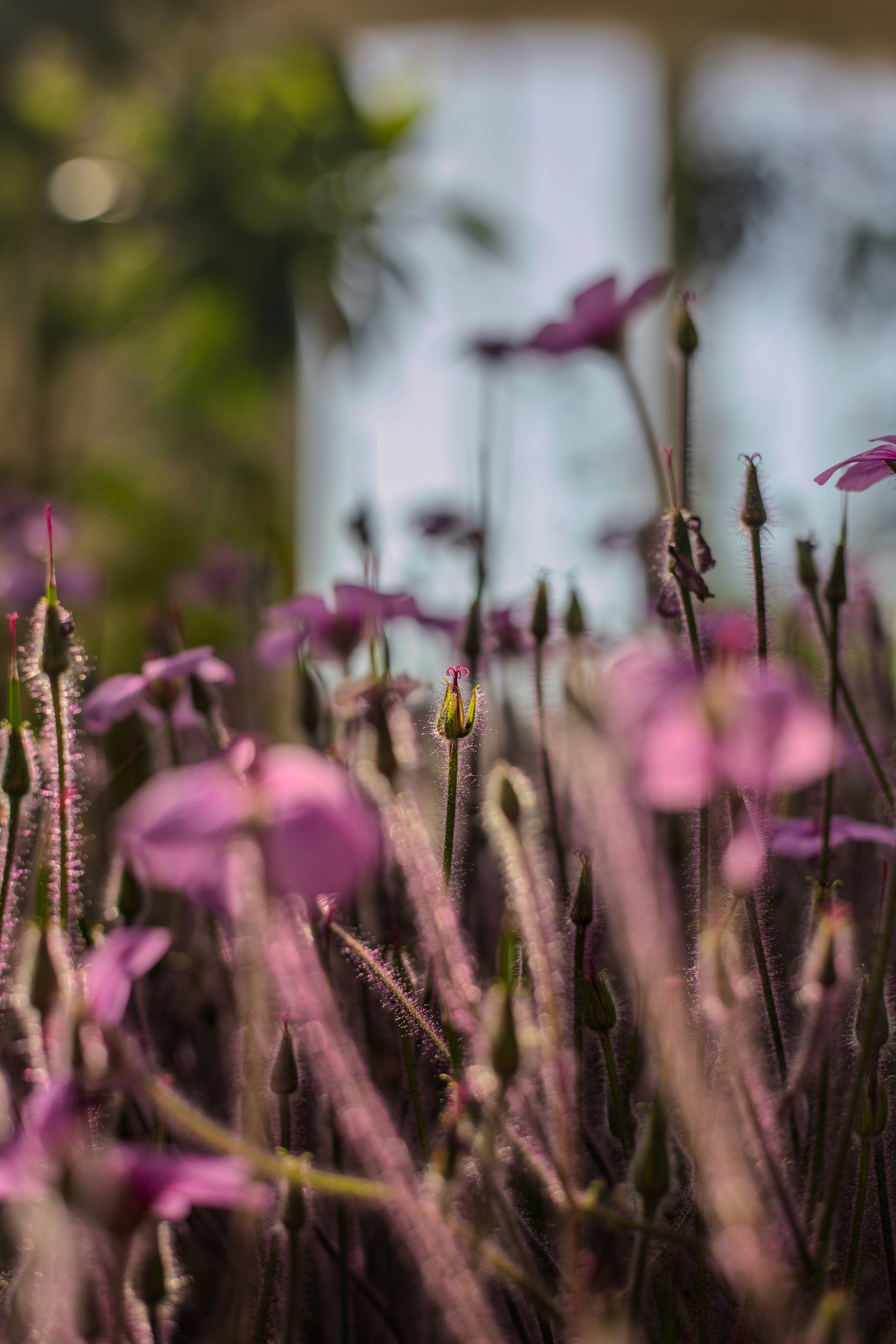 Pink Bloom Spotlight: A Garden Field of Fading Stems