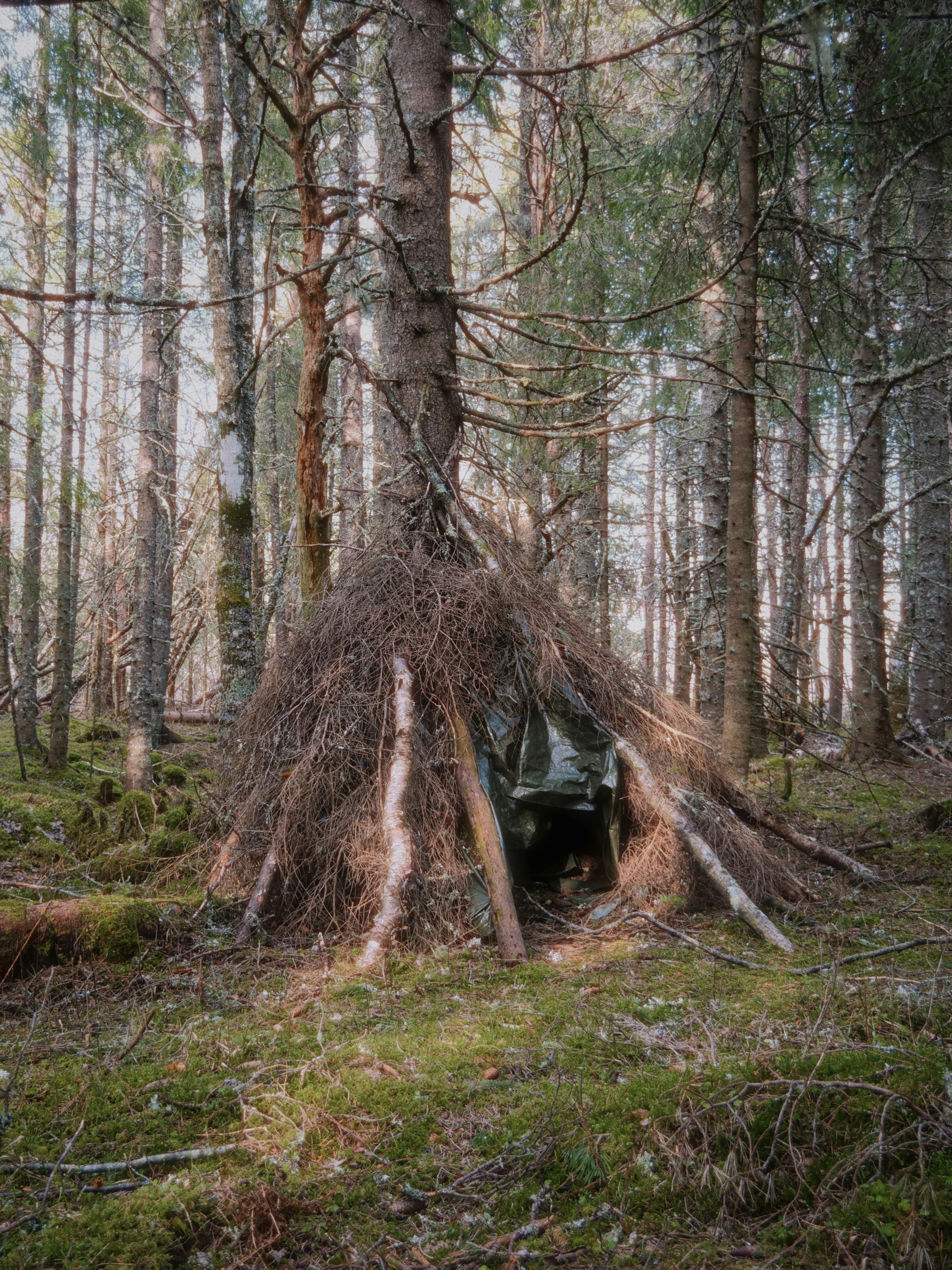 A primitive shelter sits in a tranquil forest. photo – Free Norway ...