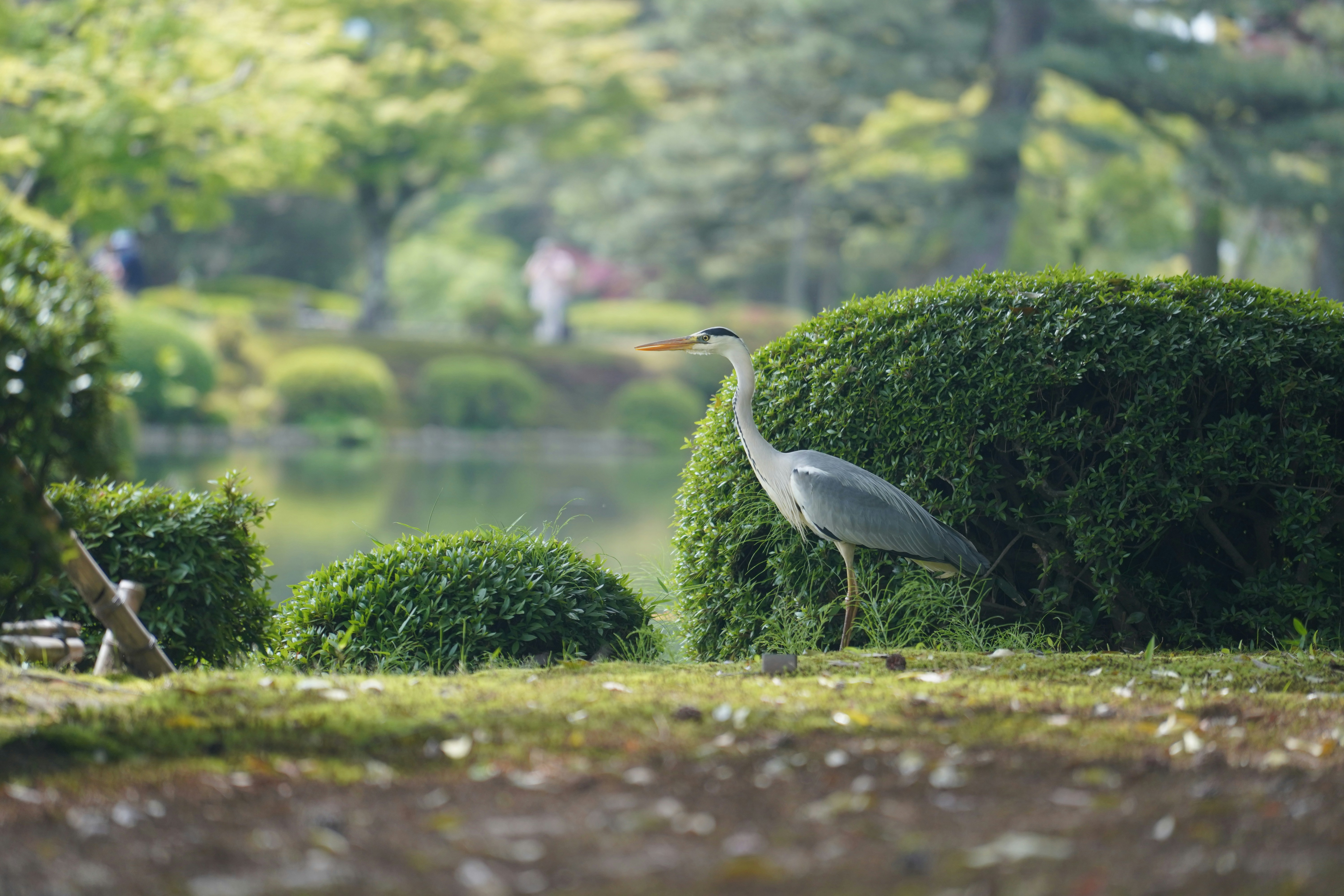 Grey Heron at the Park's Edge: a Quiet Moment by the Pond