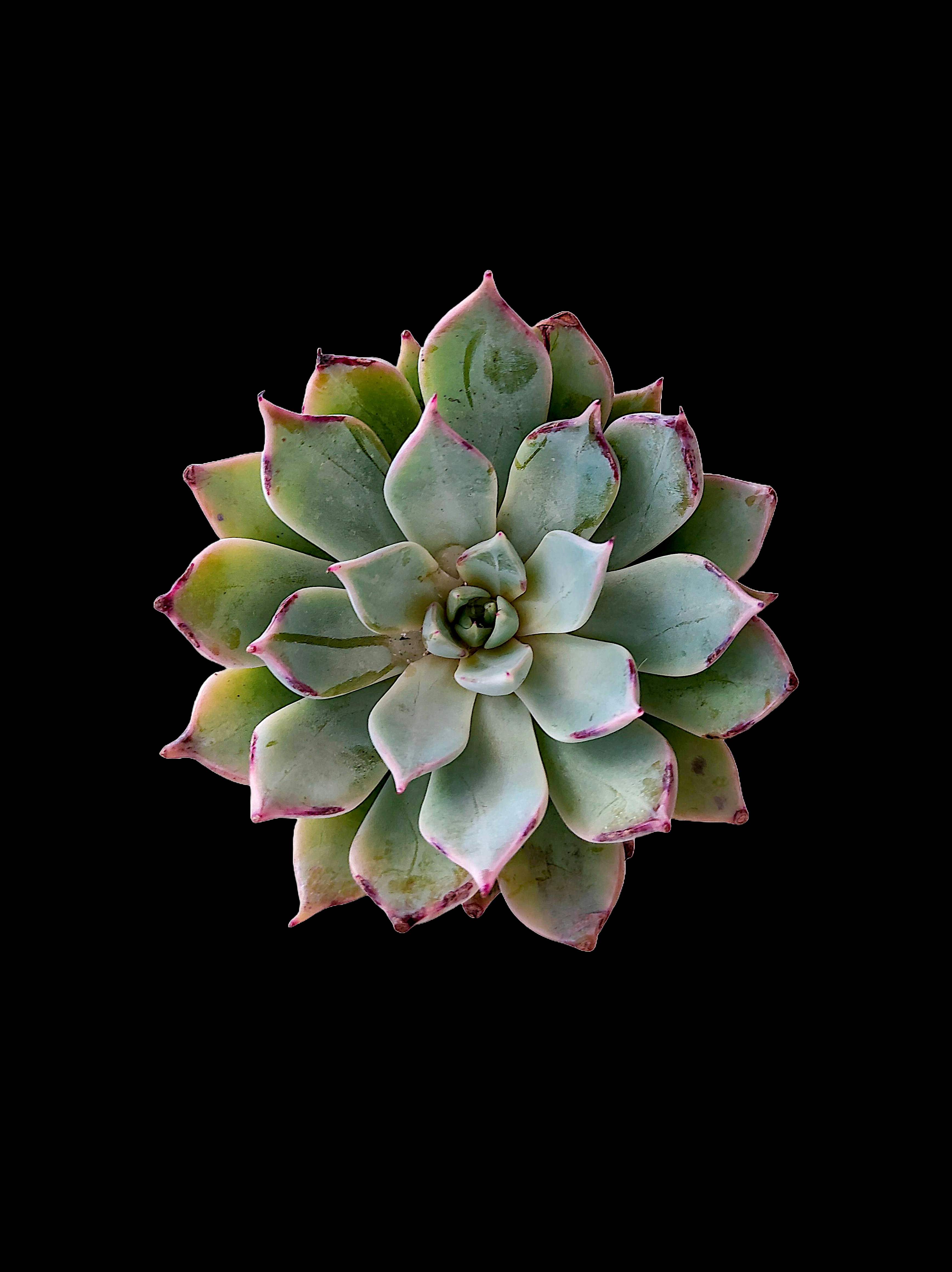 A succulent plant blooms against a black backdrop. photo – Free Flowers ...