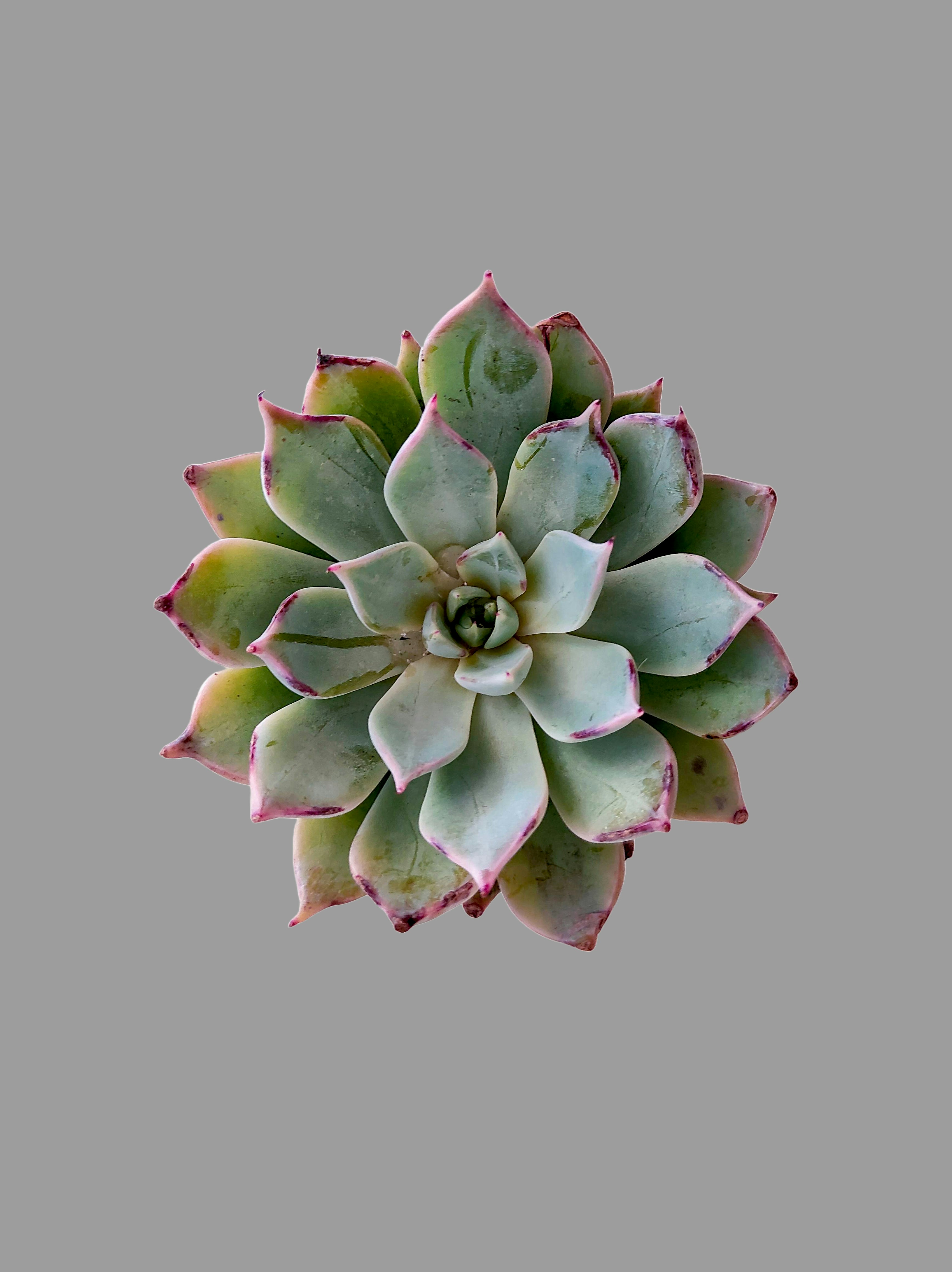 Xiaomi Redmi Note 9 Pro Sample Shots