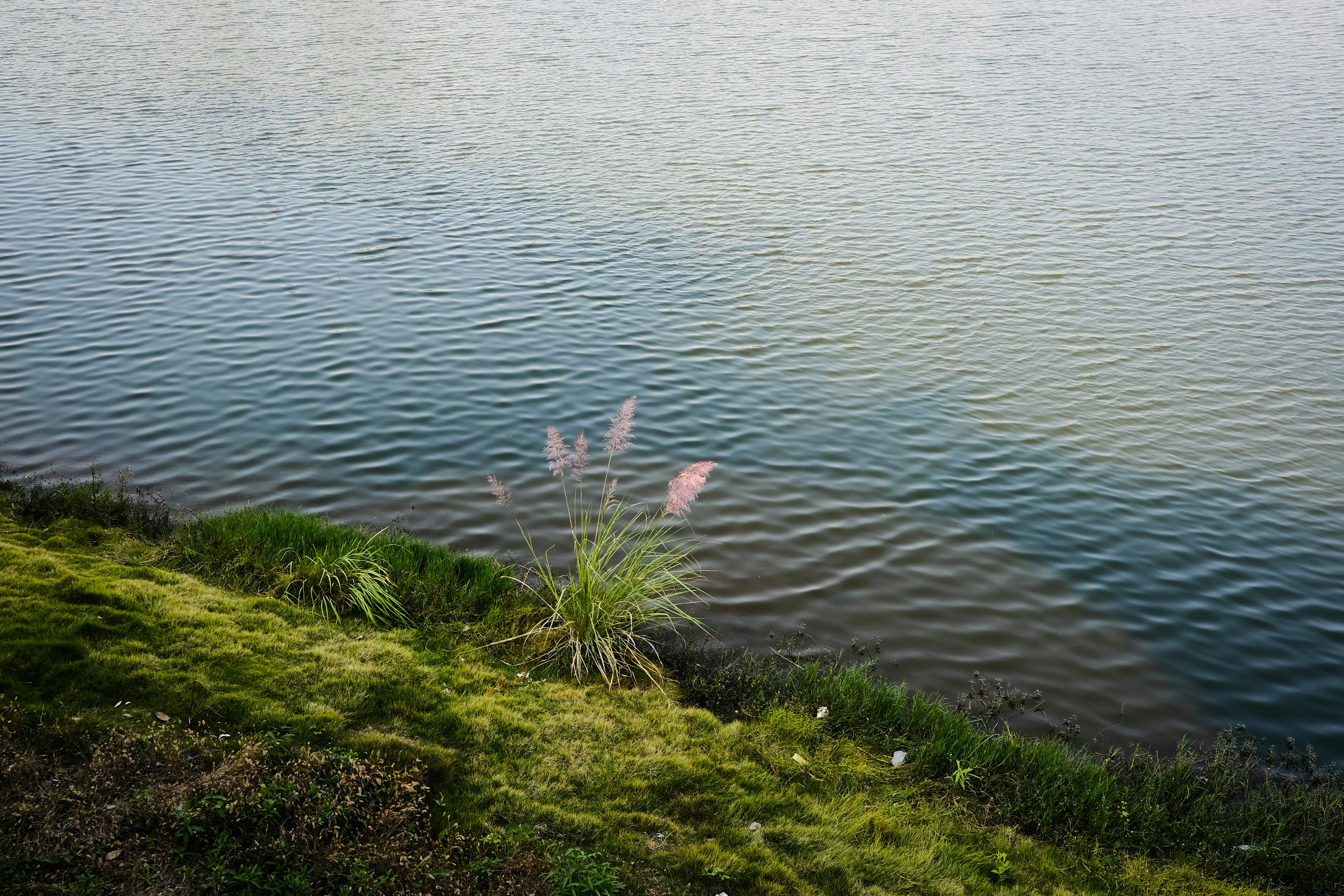 Grassy bank by a rippling lake. photo – Free Land Image on Unsplash