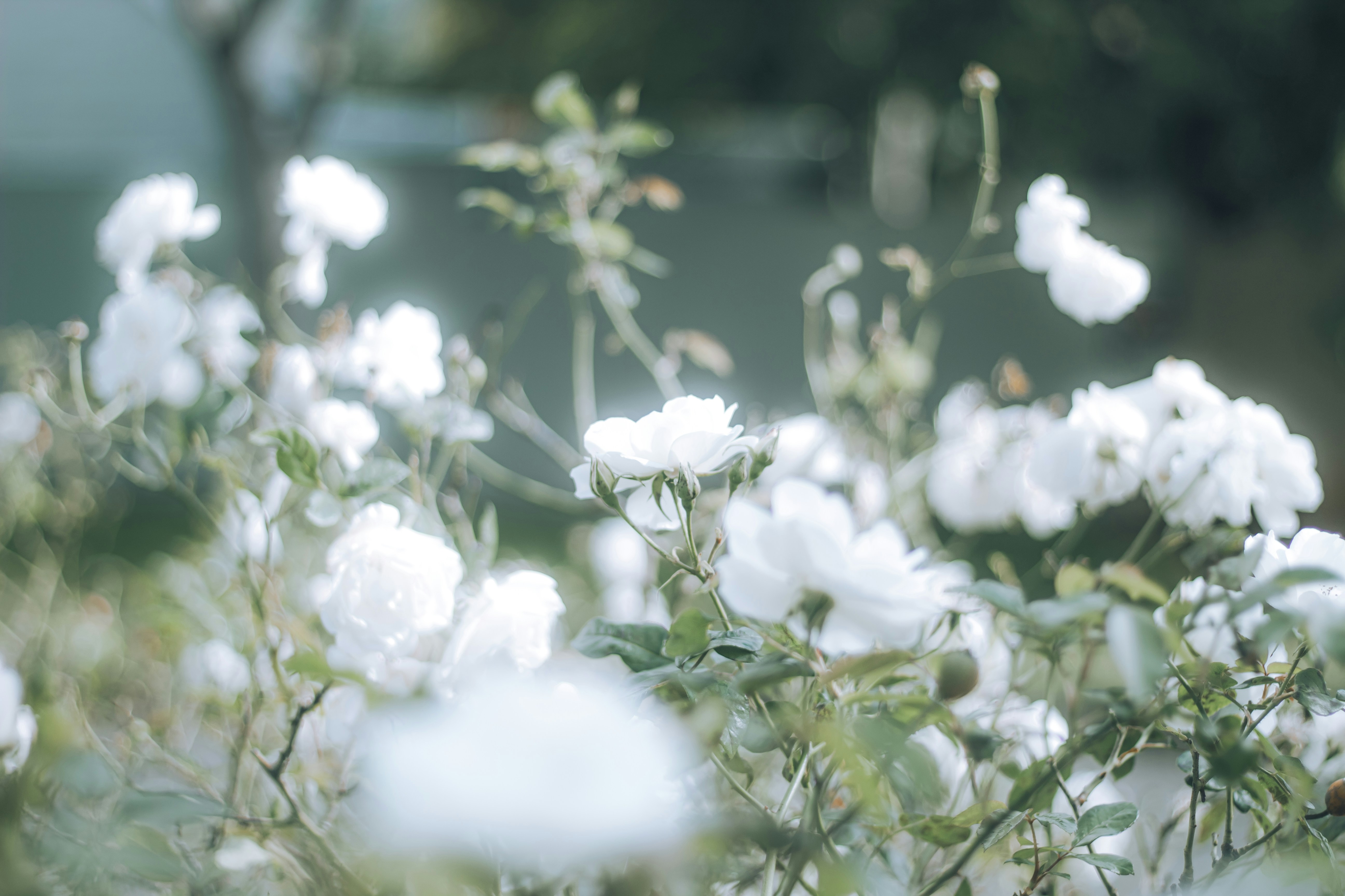 bouquet of pure white roses under a muted sunlight