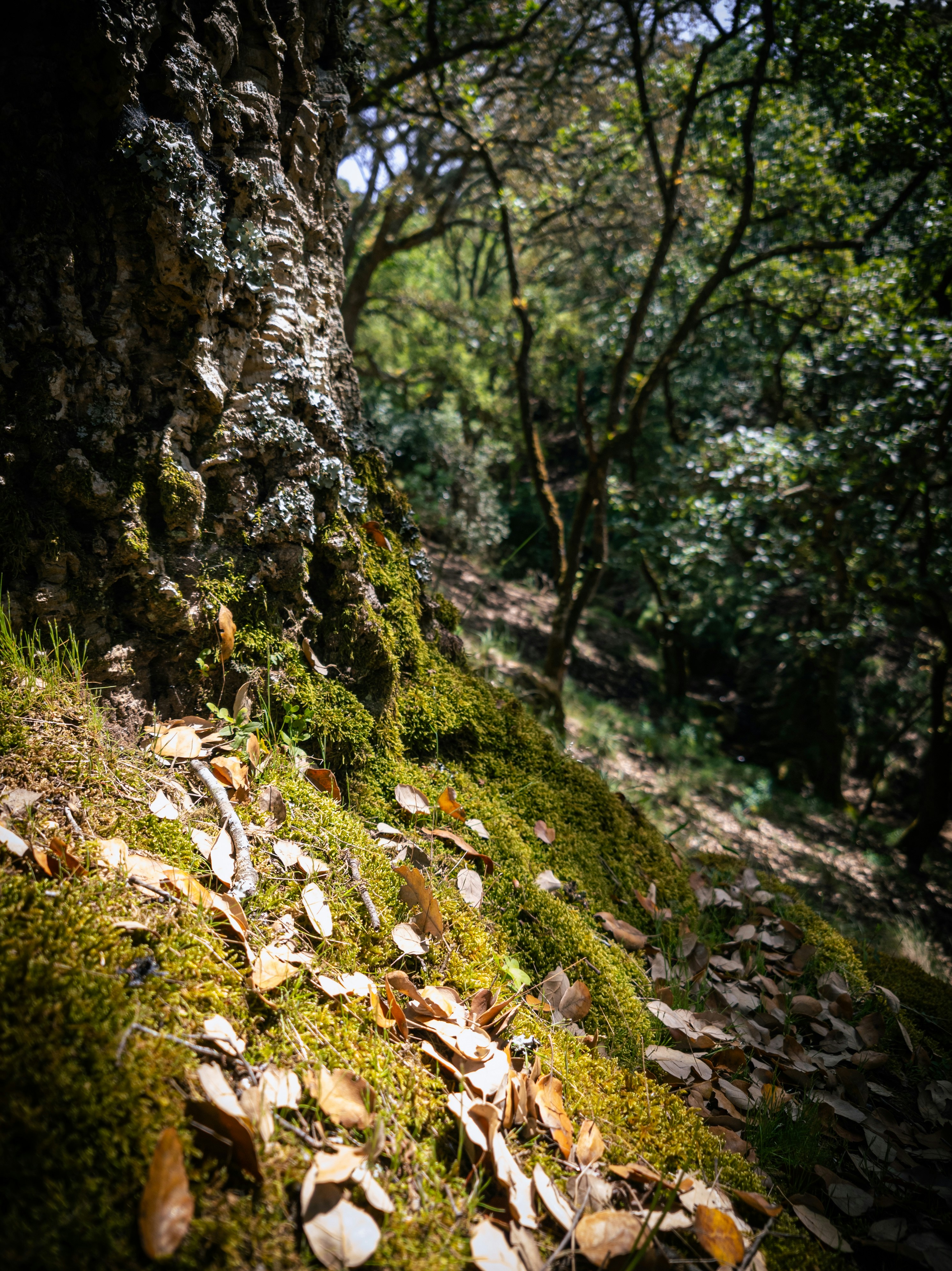 Mossy Forest Verge: Dappled Light on Leaf-Littered Trunk