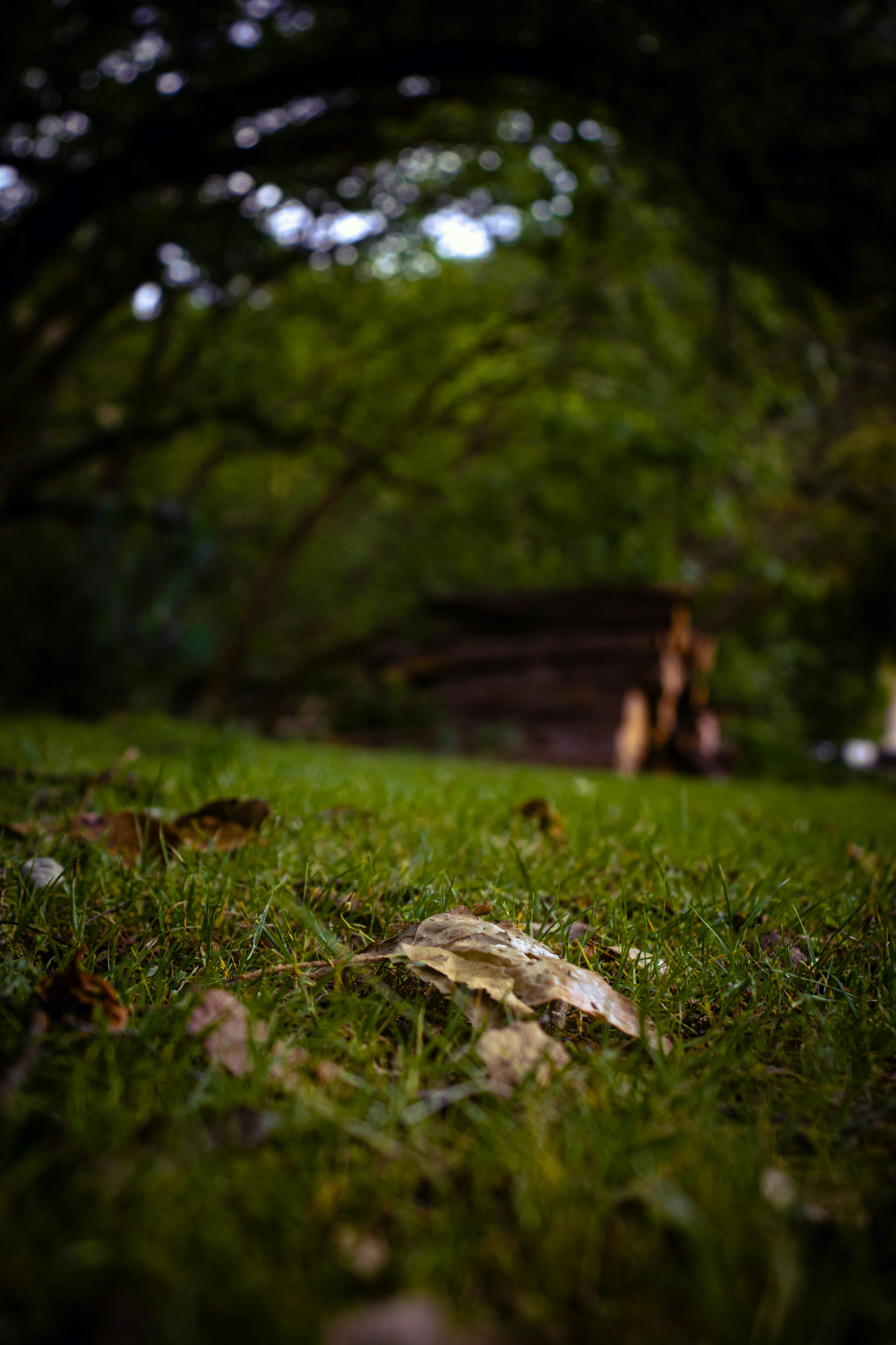 Dried leaves scattered across lush grass, framed by a blurred backdrop of trees. The scene evokes a serene autumn atmosphere.