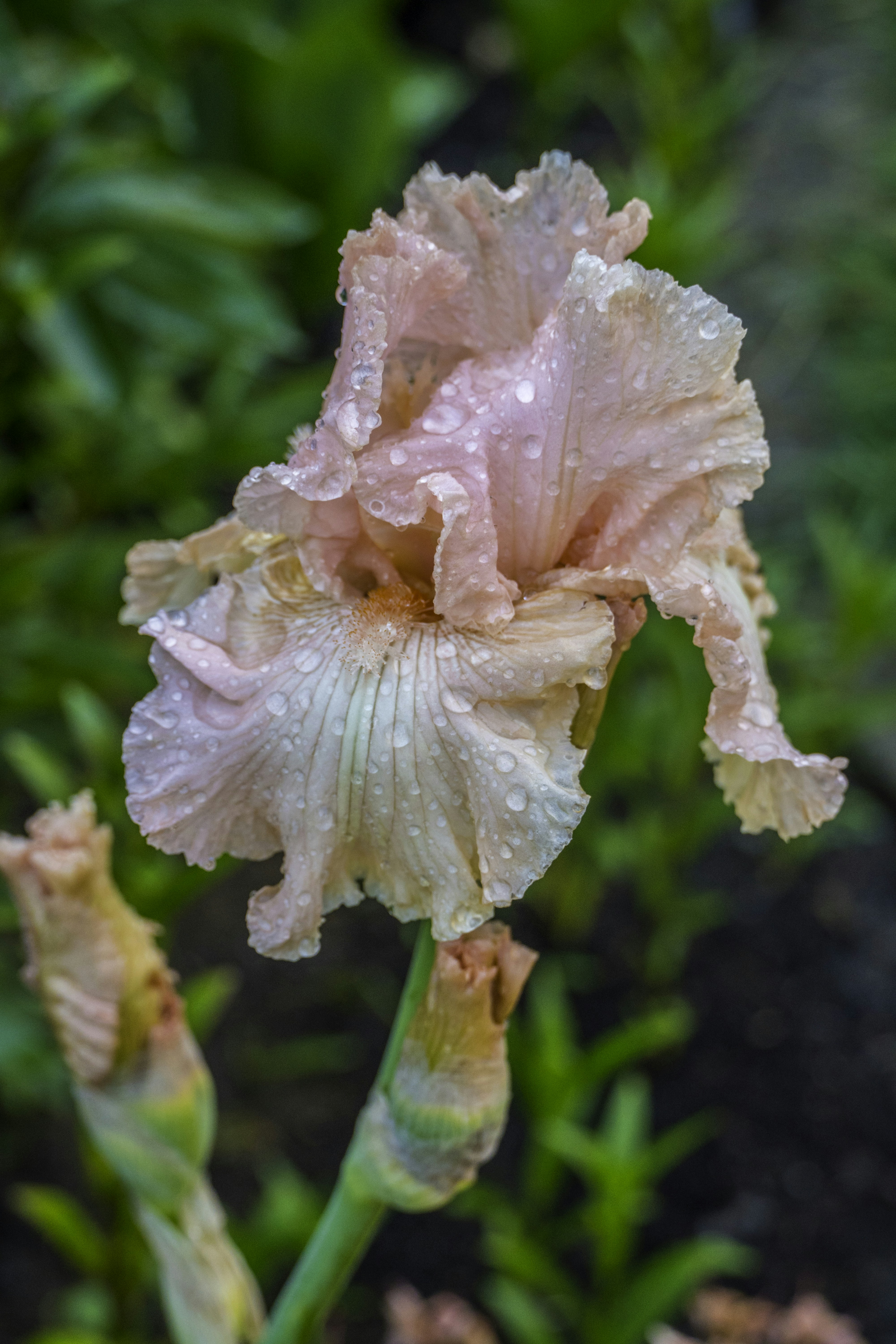 Veined Pink Iris in Morning Dew