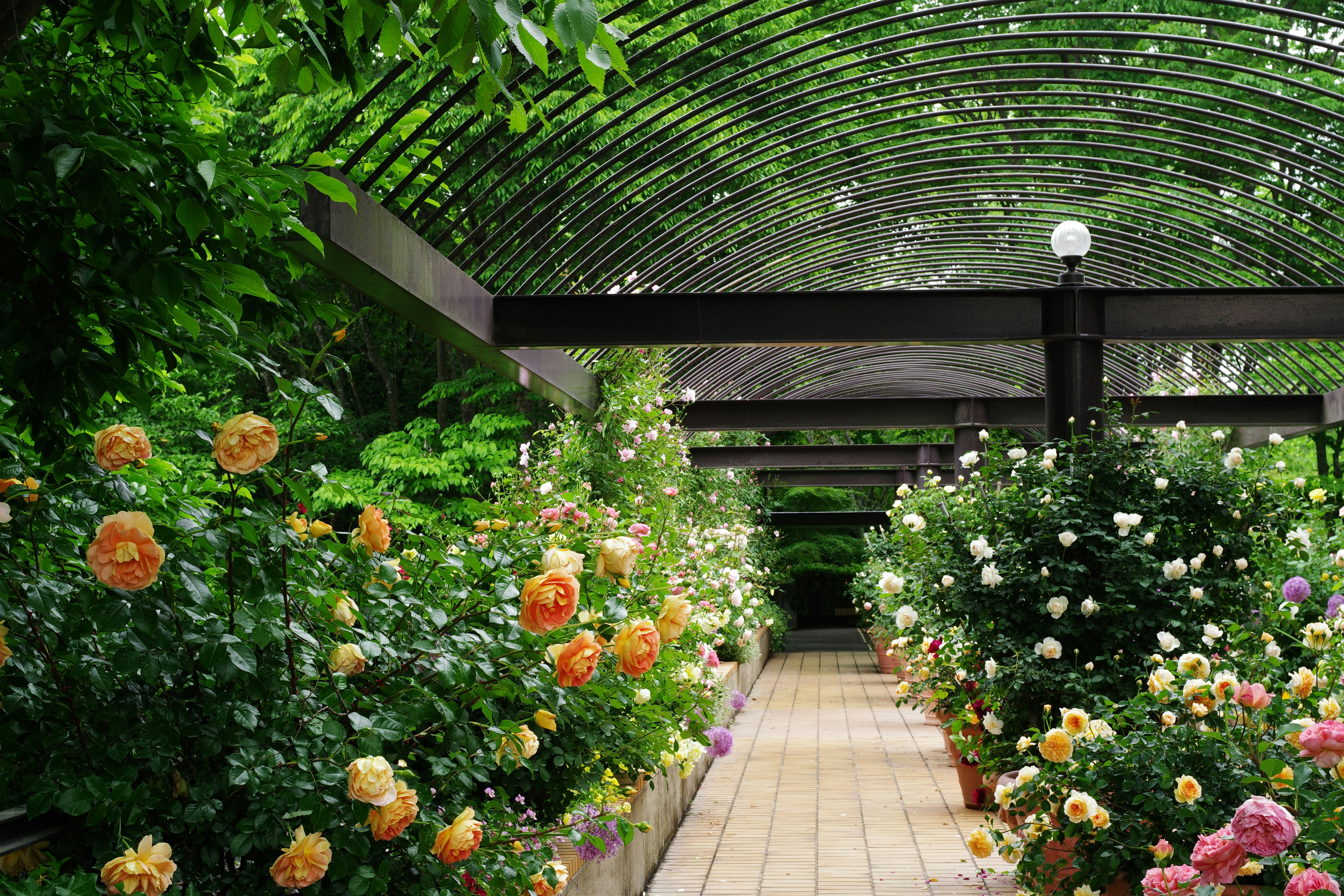 Photo by Naoki Suzuki with Pentax K-3 III