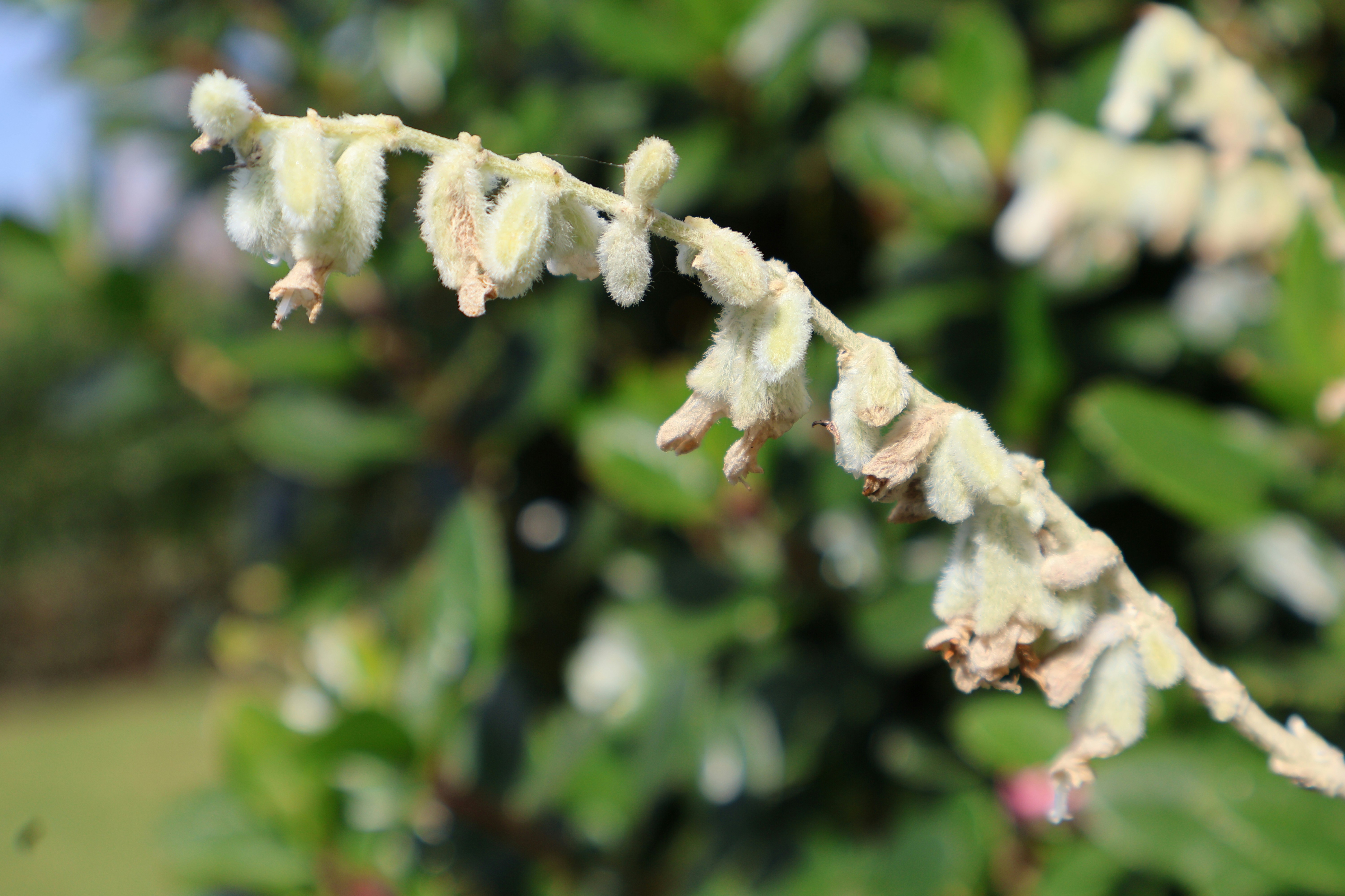 Photo by Lilishia Gounder with Canon EOS R50