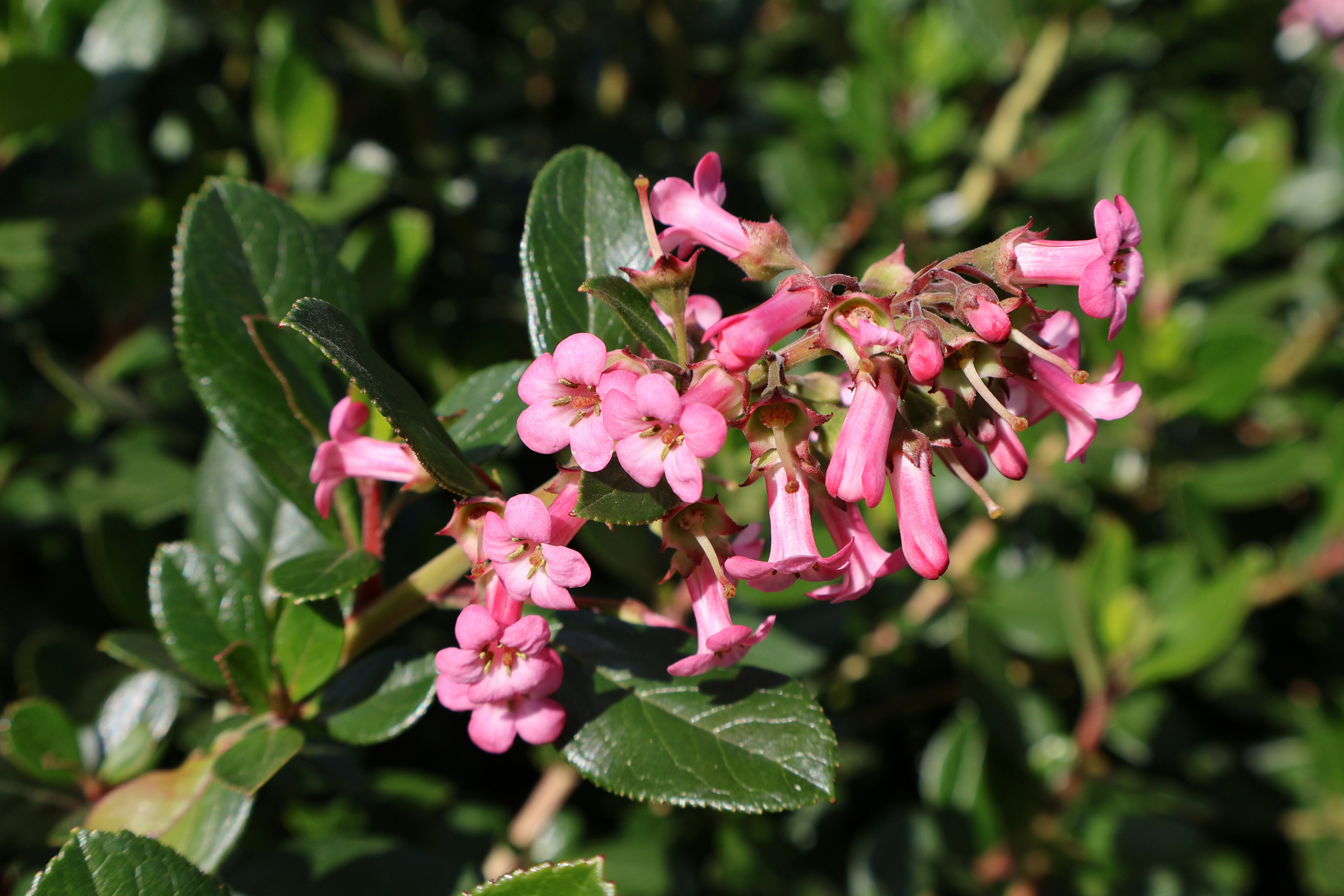 Sunlit Weigela Bloom: Pink Bell Clusters on a Glossy Green Branch