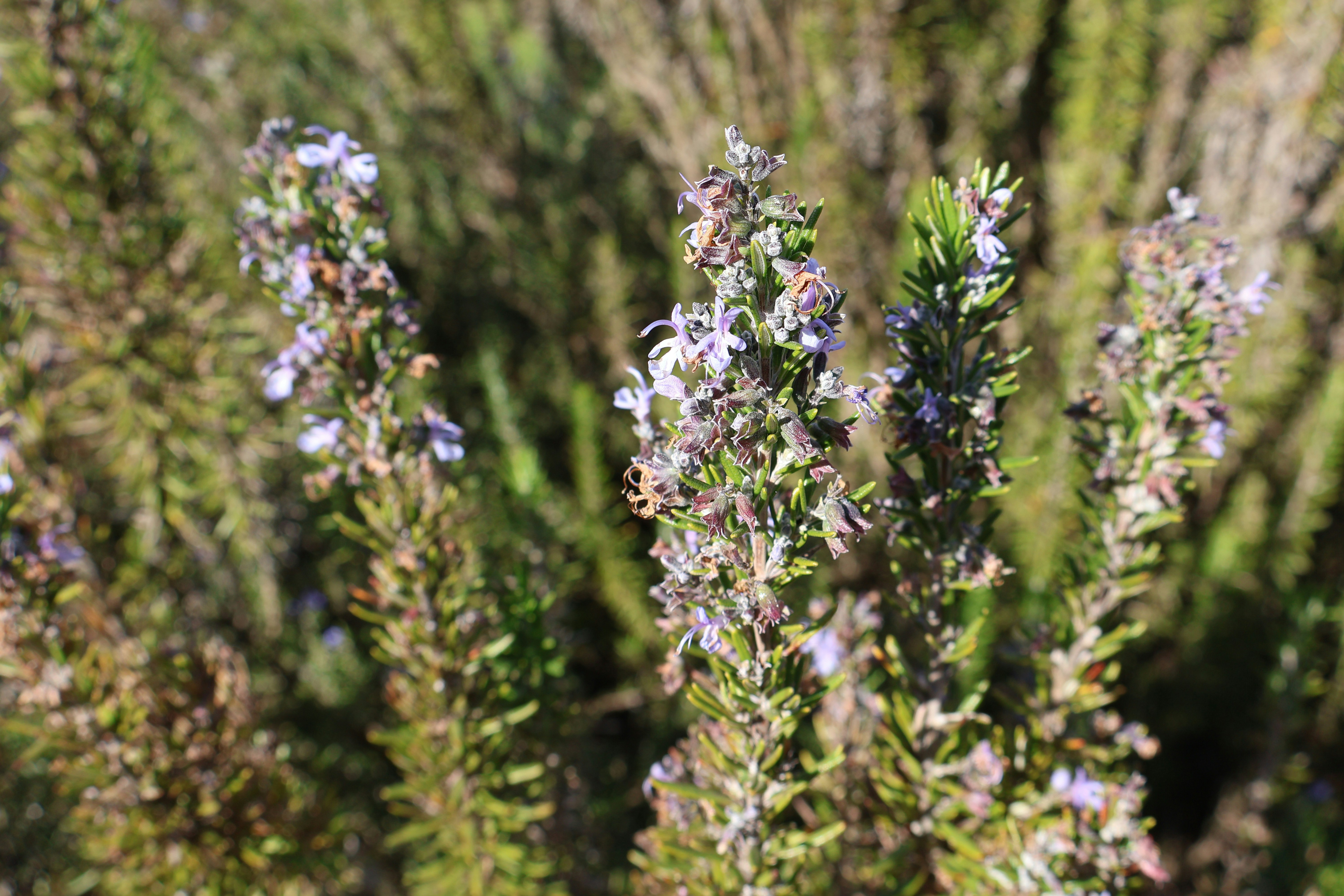 Photo by Lilishia Gounder with Canon EOS R50