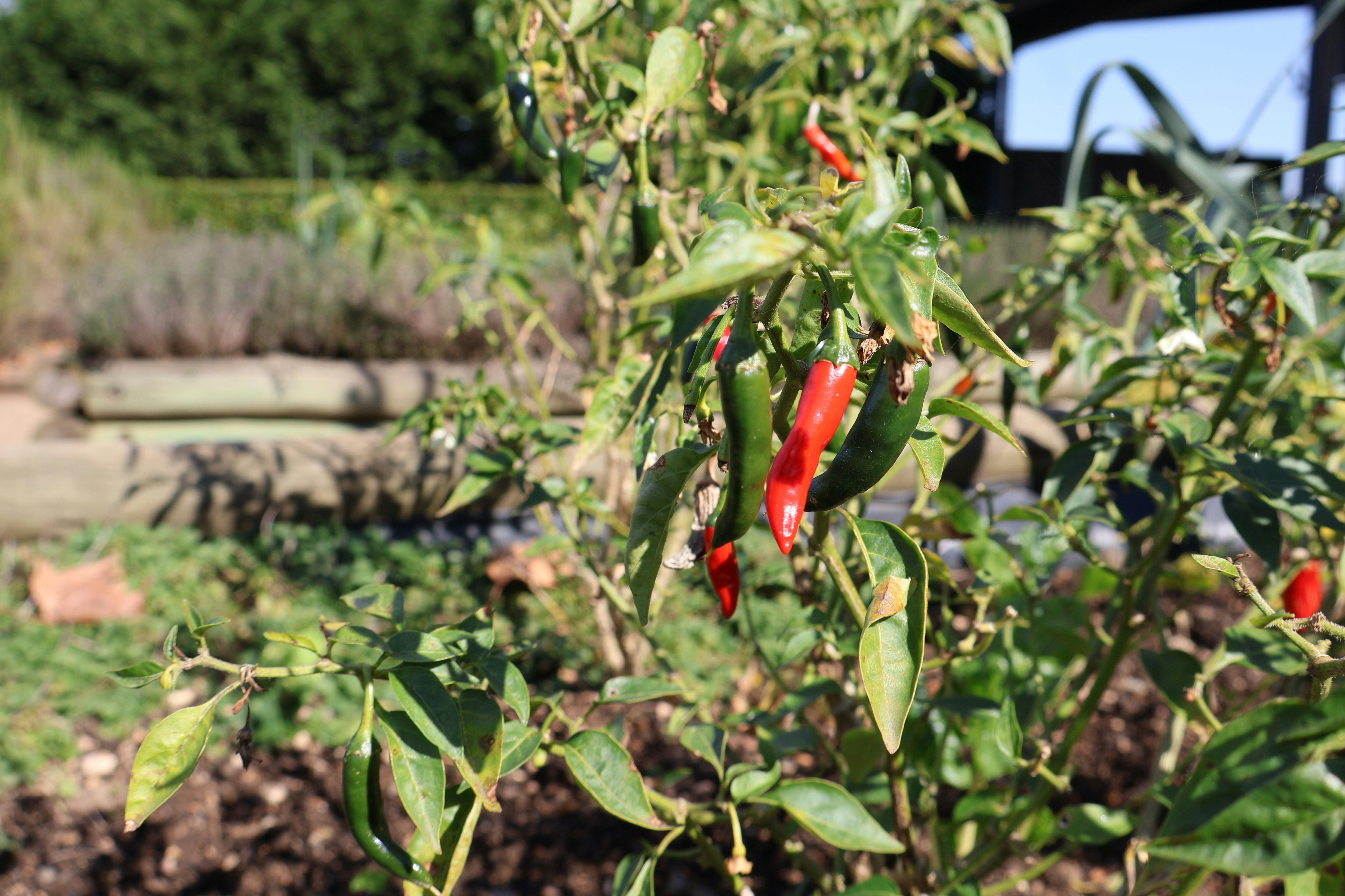 Chili peppers grow on a plant in the sunlight.