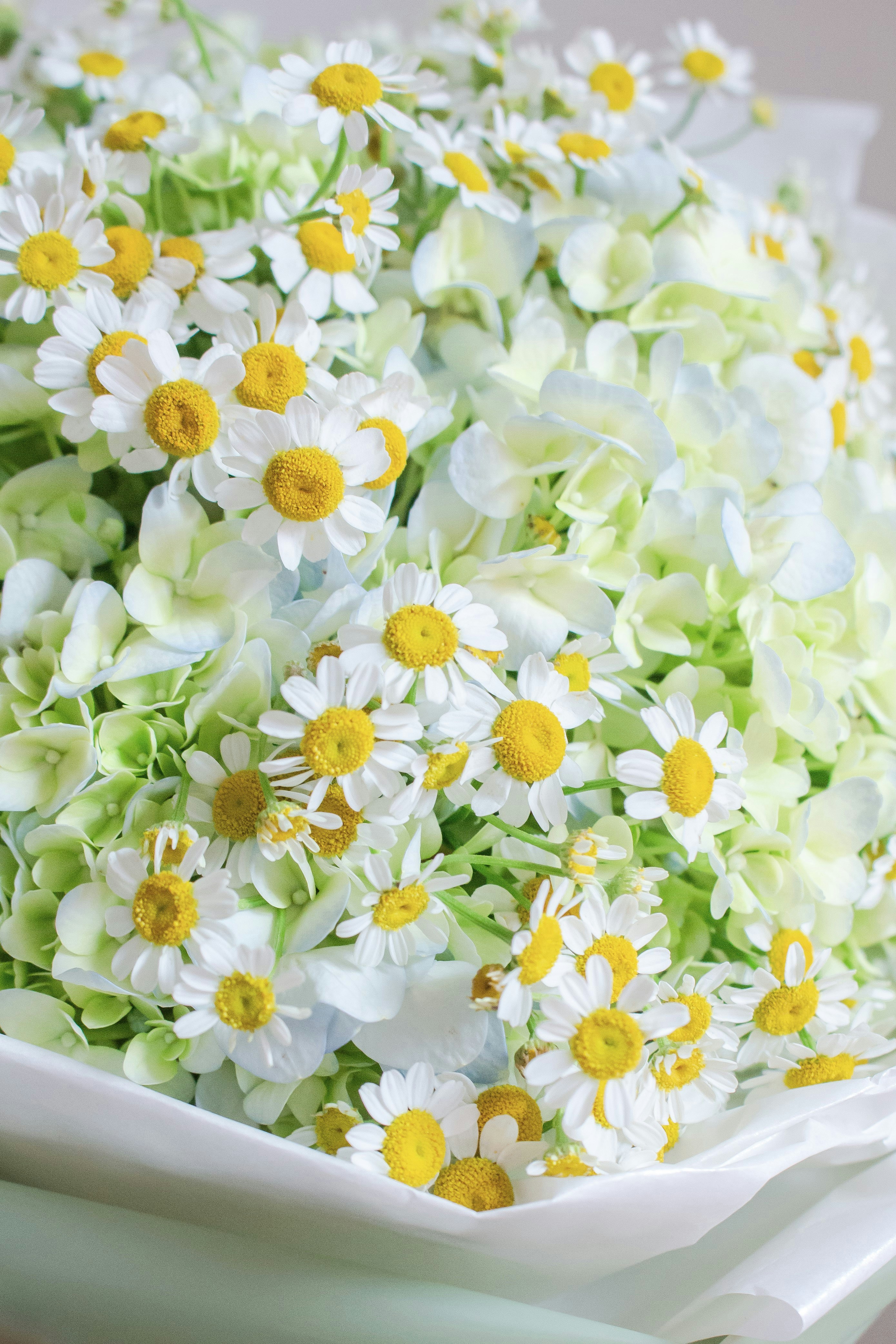 Pastel Daisy Bouquet: Close-Up of White Petals and Sunny Centers