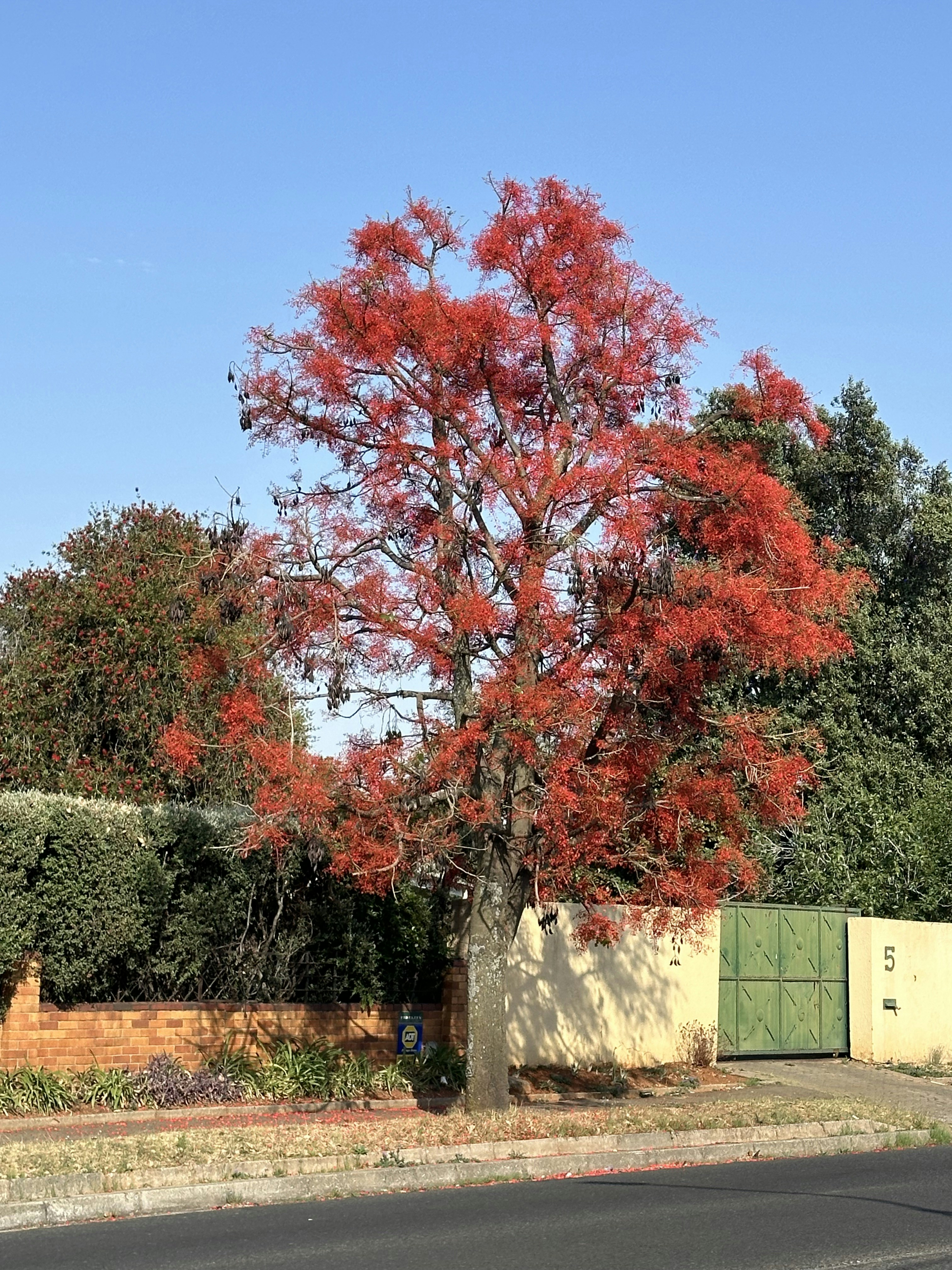 Crimson Canopy Over a Quiet Suburban Street