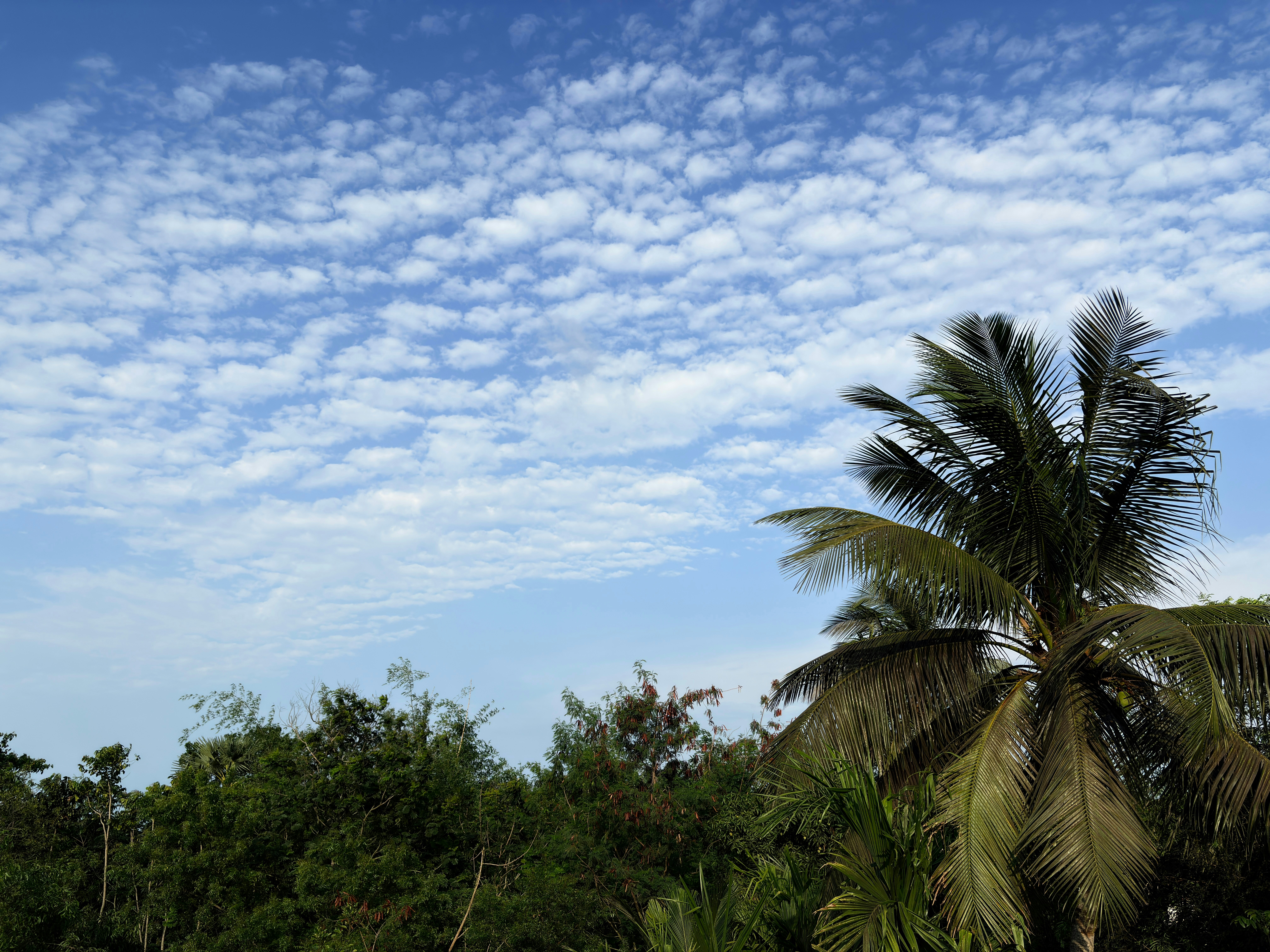 Palm Crown Under a Quilt of Cotton-White Clouds
