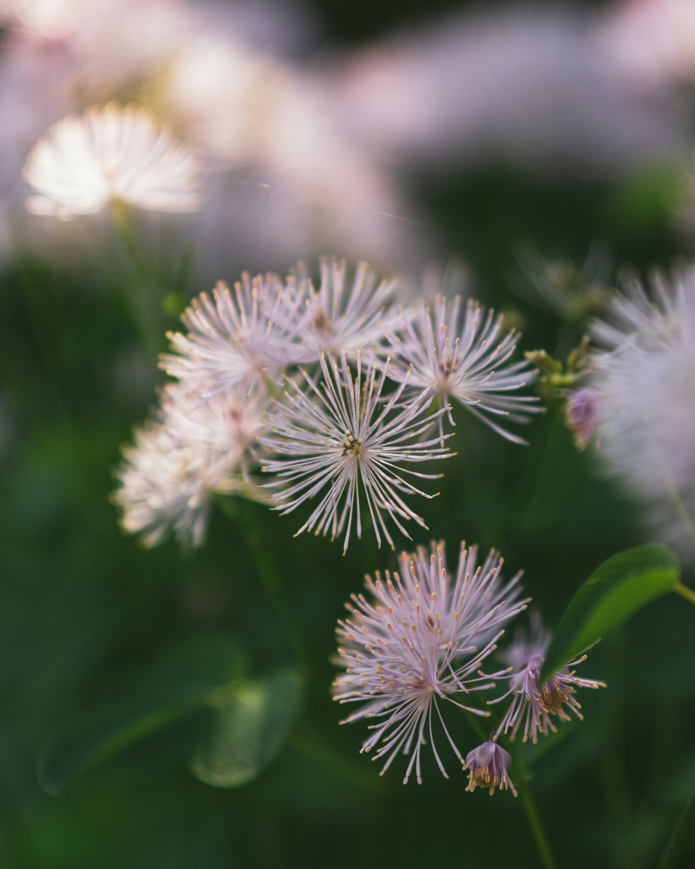 Delicate, fluffy white flowers bloom gracefully. photo – Free Flower ...
