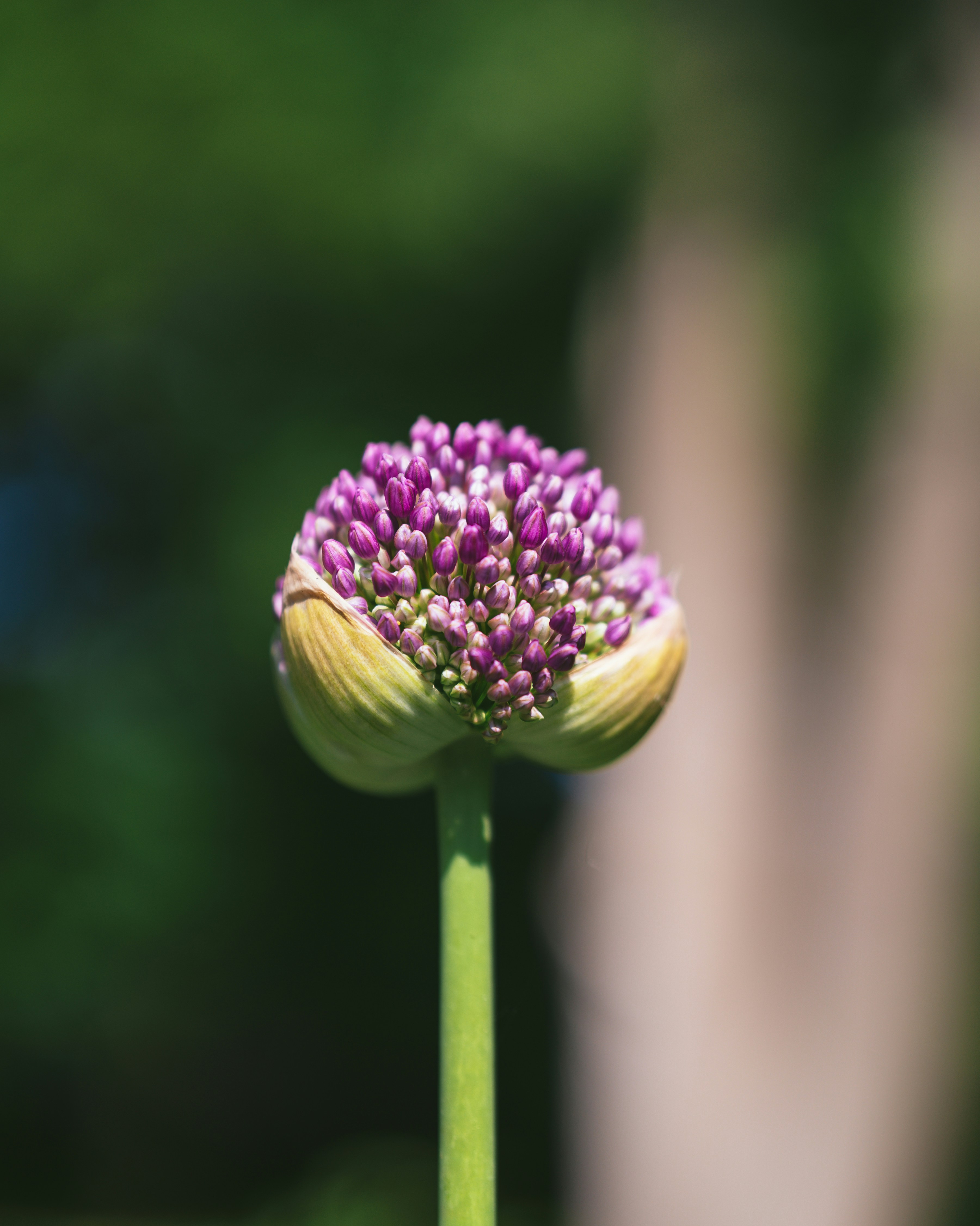 The Budding Symphony of Nature