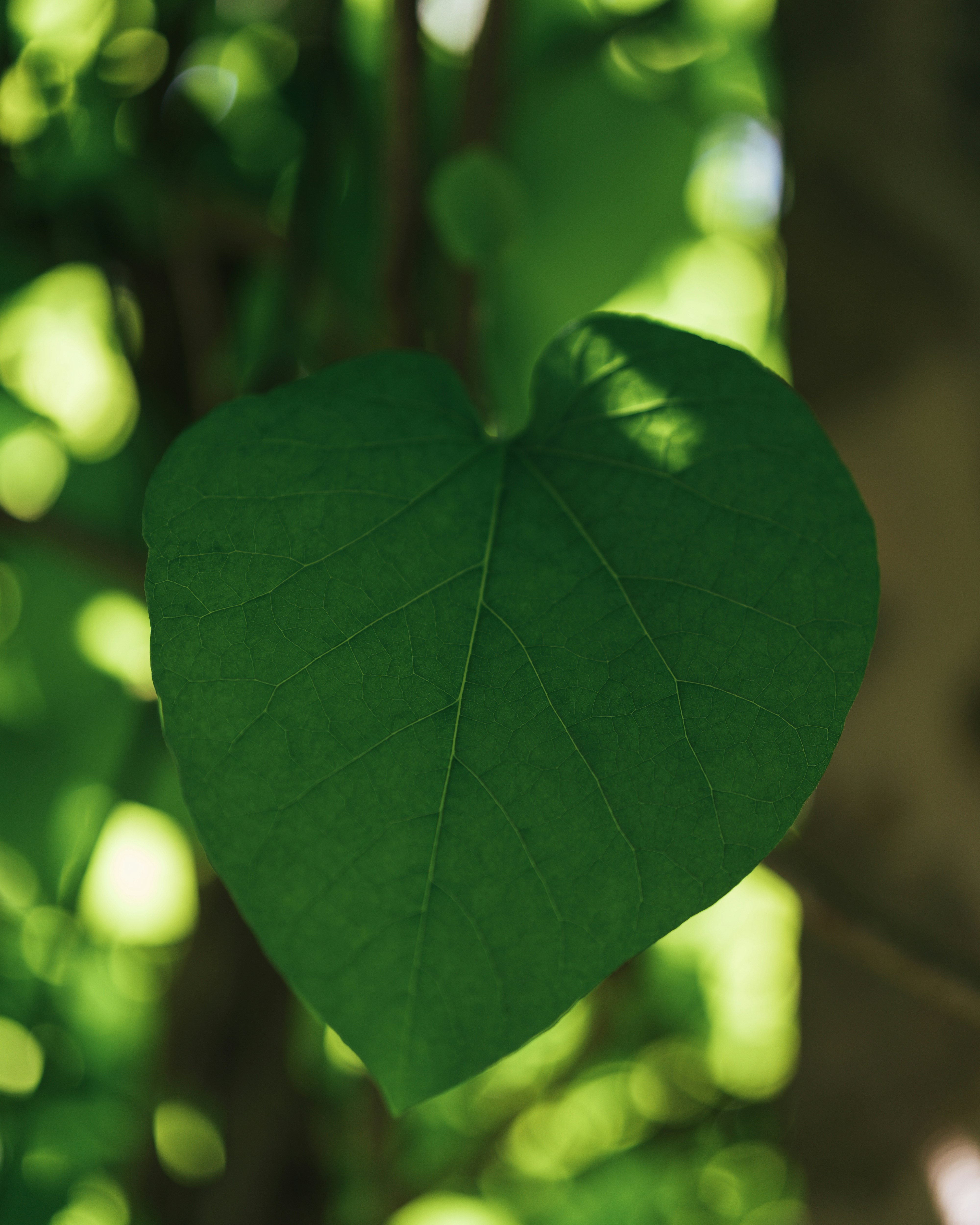 Heartfelt Green: Nature's Emblem