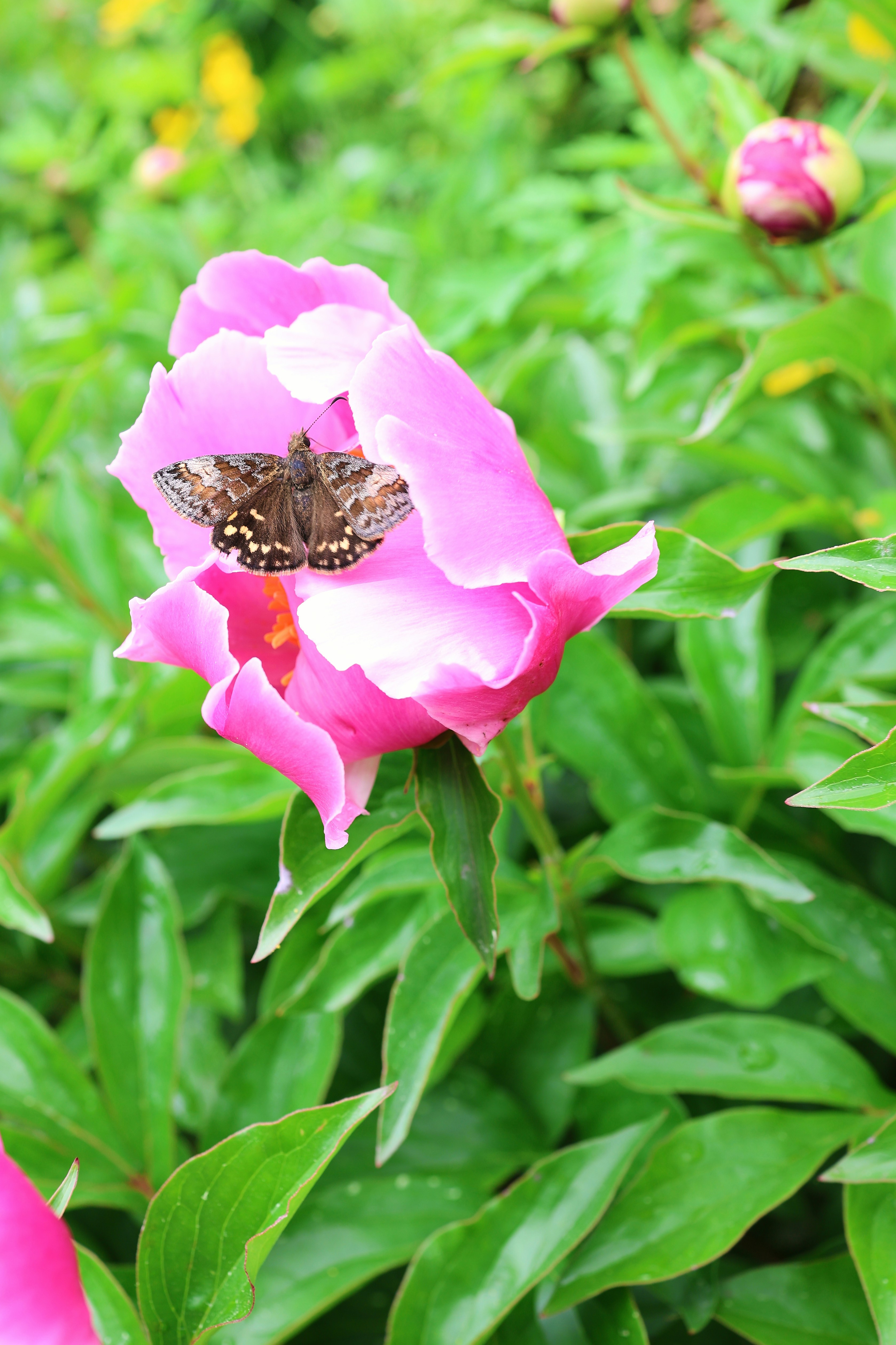 A butterfly rests on a pink flower.