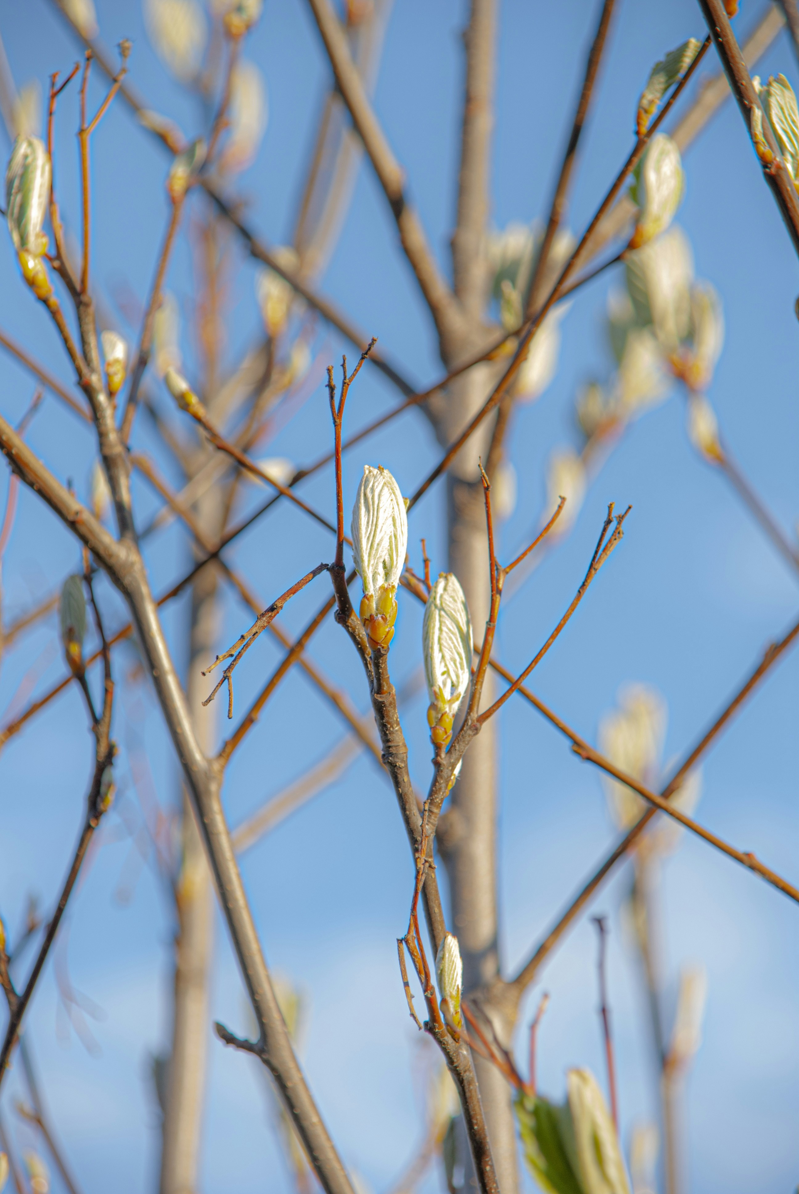 Azure Sky and Buds: Close-Up of Early Spring on Bare Branches