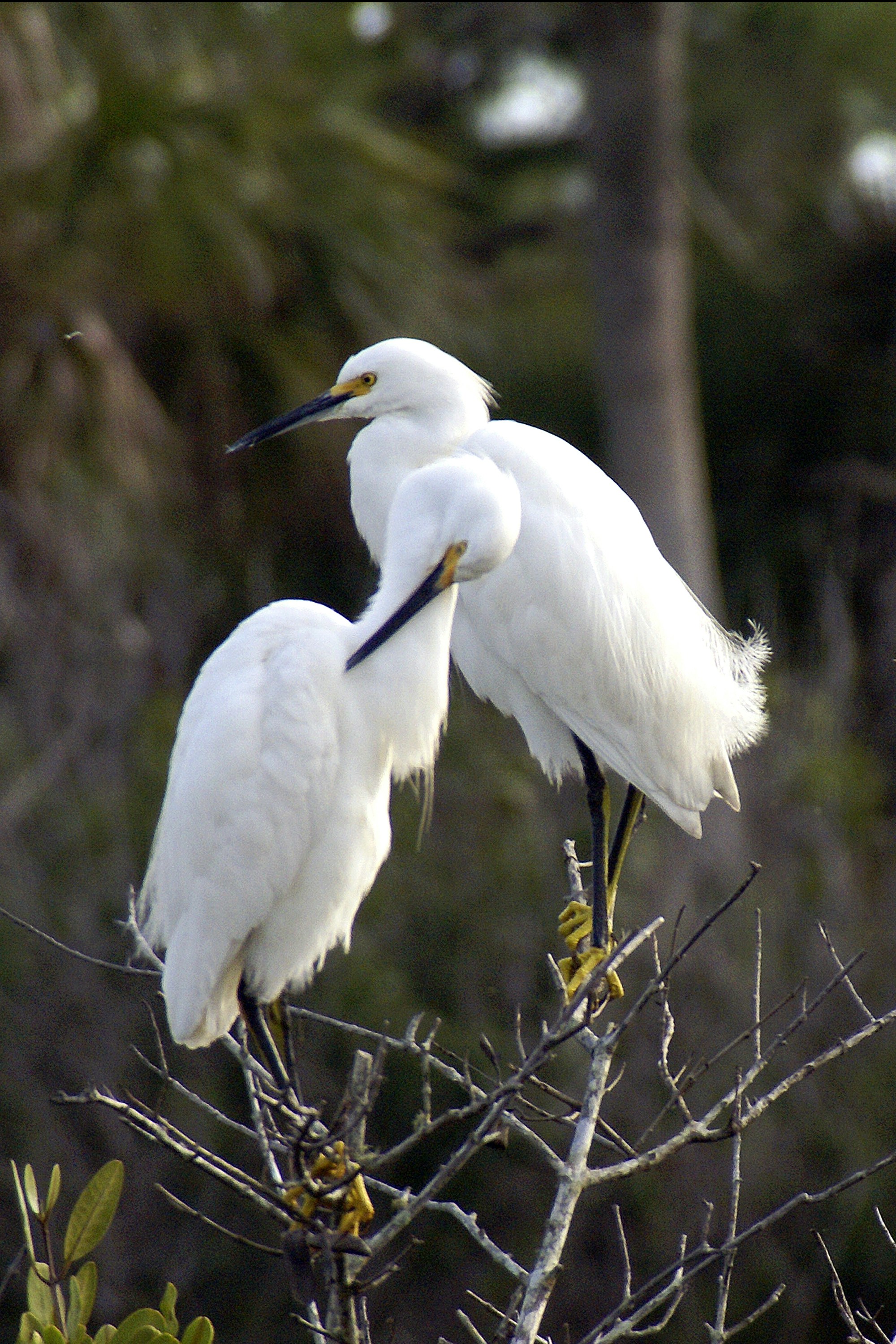 Two snowy egrets perch on a tree branch. photo – Free White Image on ...