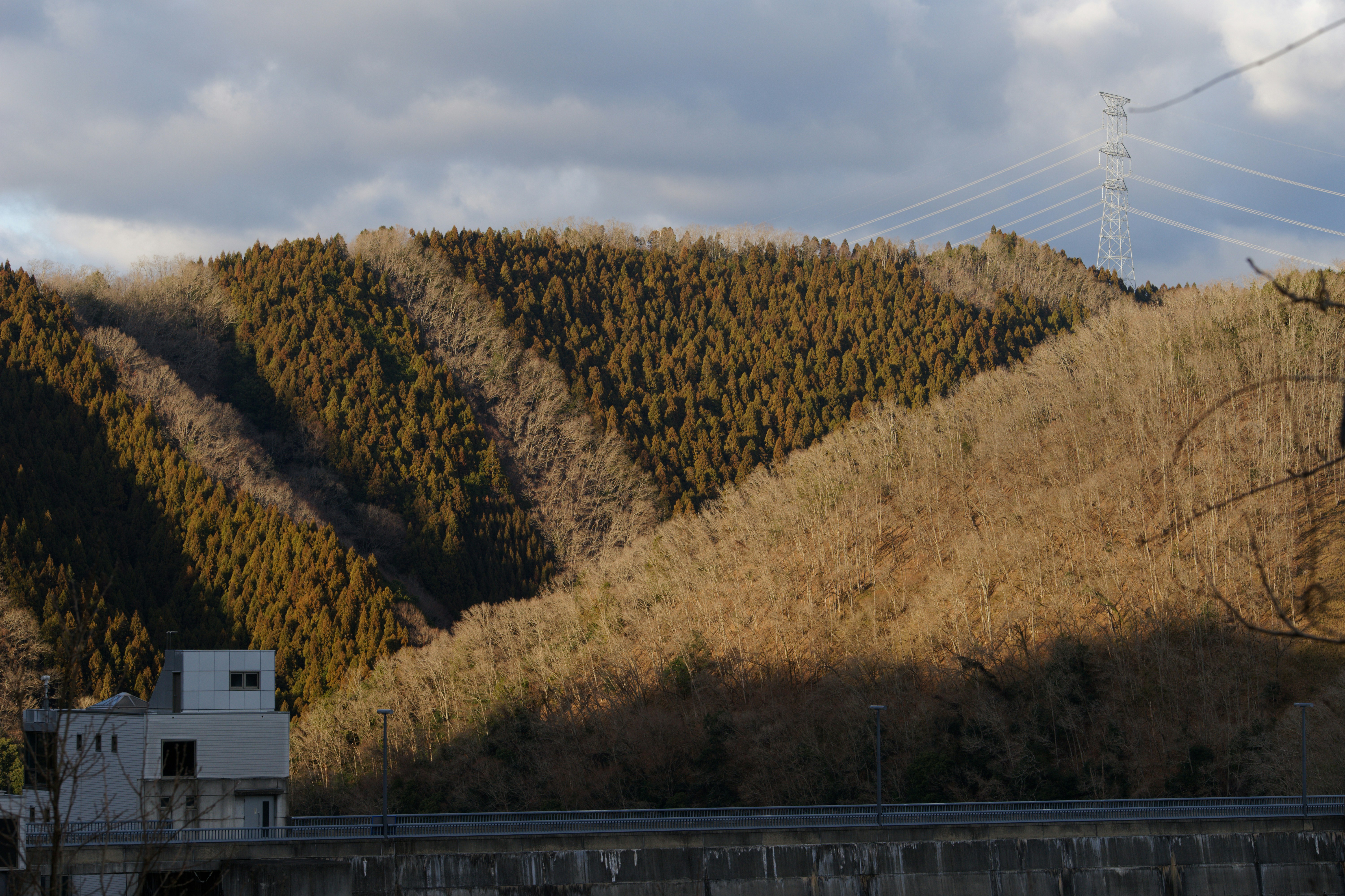 Mountain forest shows striking contrasts of light.