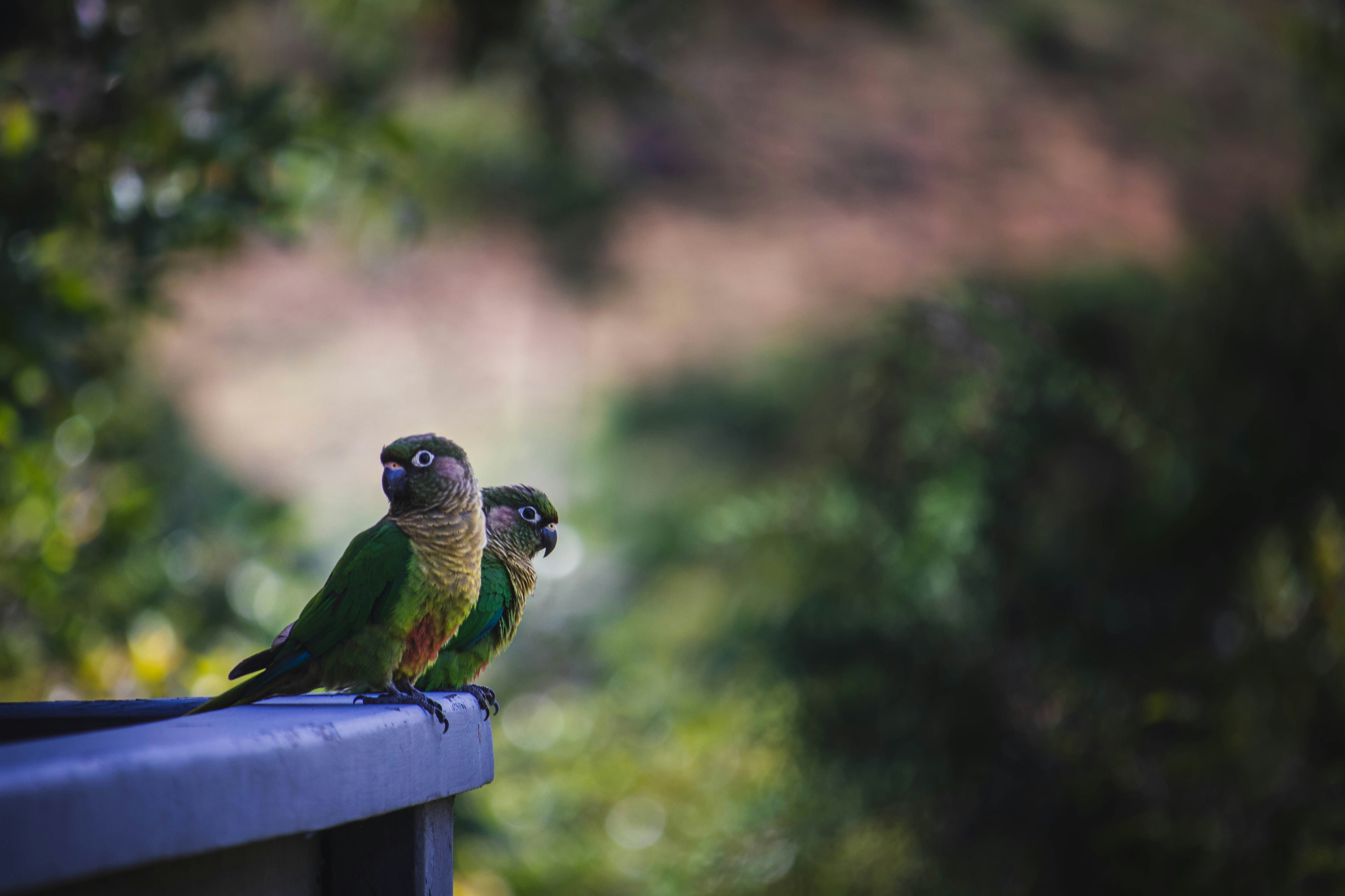 Two Green Parrots Perched on a Bluish Rail Amid Soft Garden Bokeh