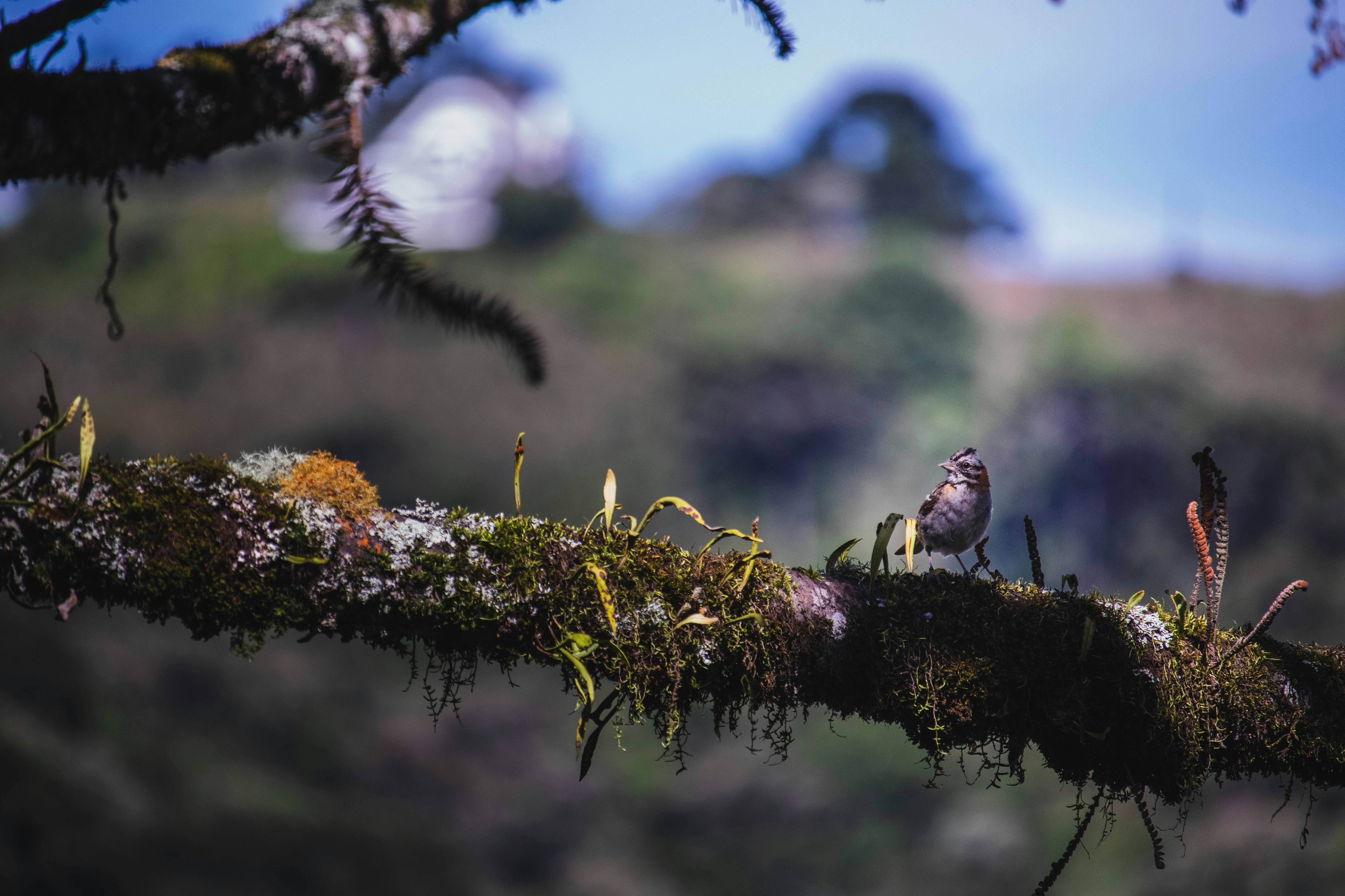 Photo by Guilherme Ramos with Canon EOS 80D