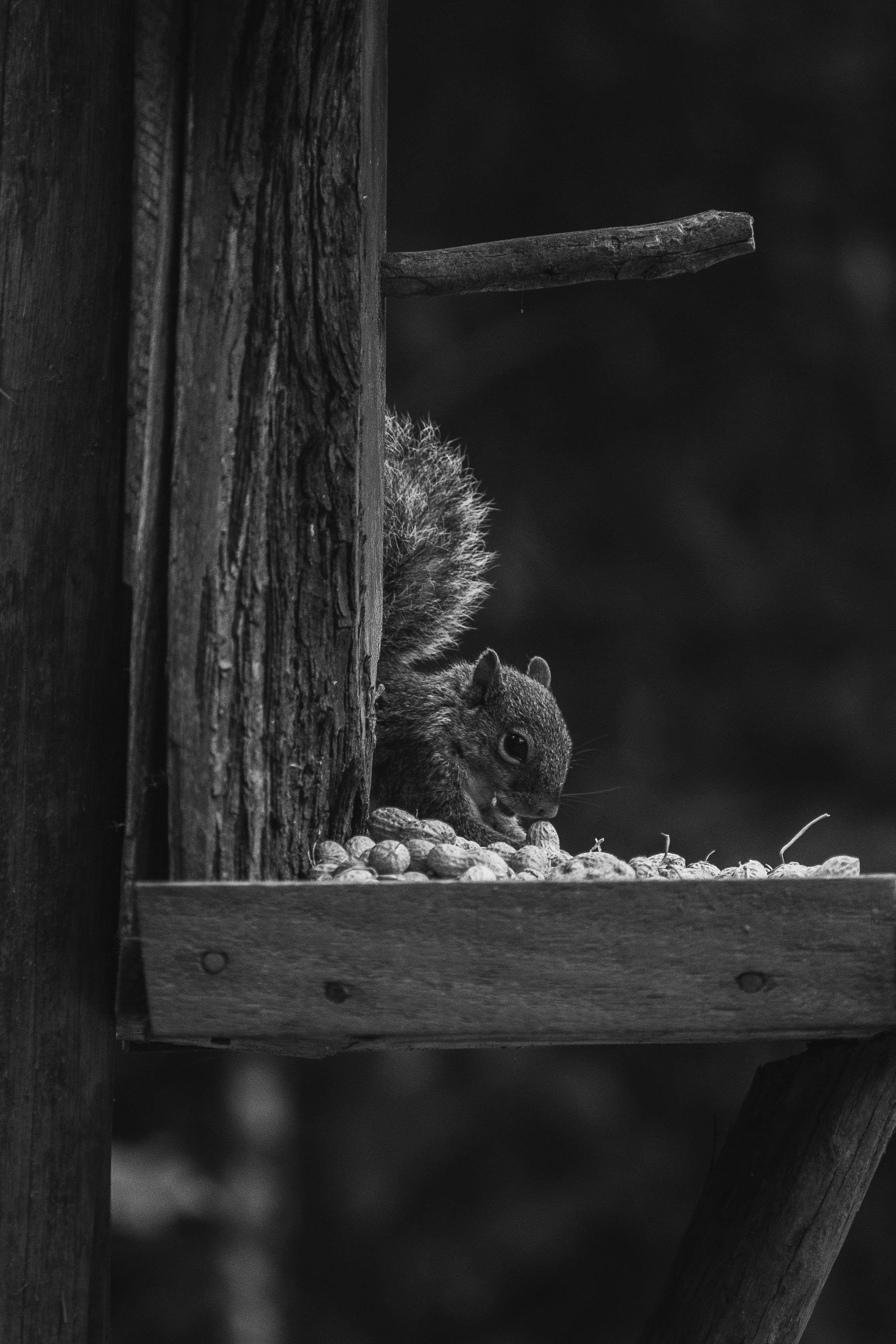Nibbles at the Weathered Feeder: A Squirrel's Quiet Forage