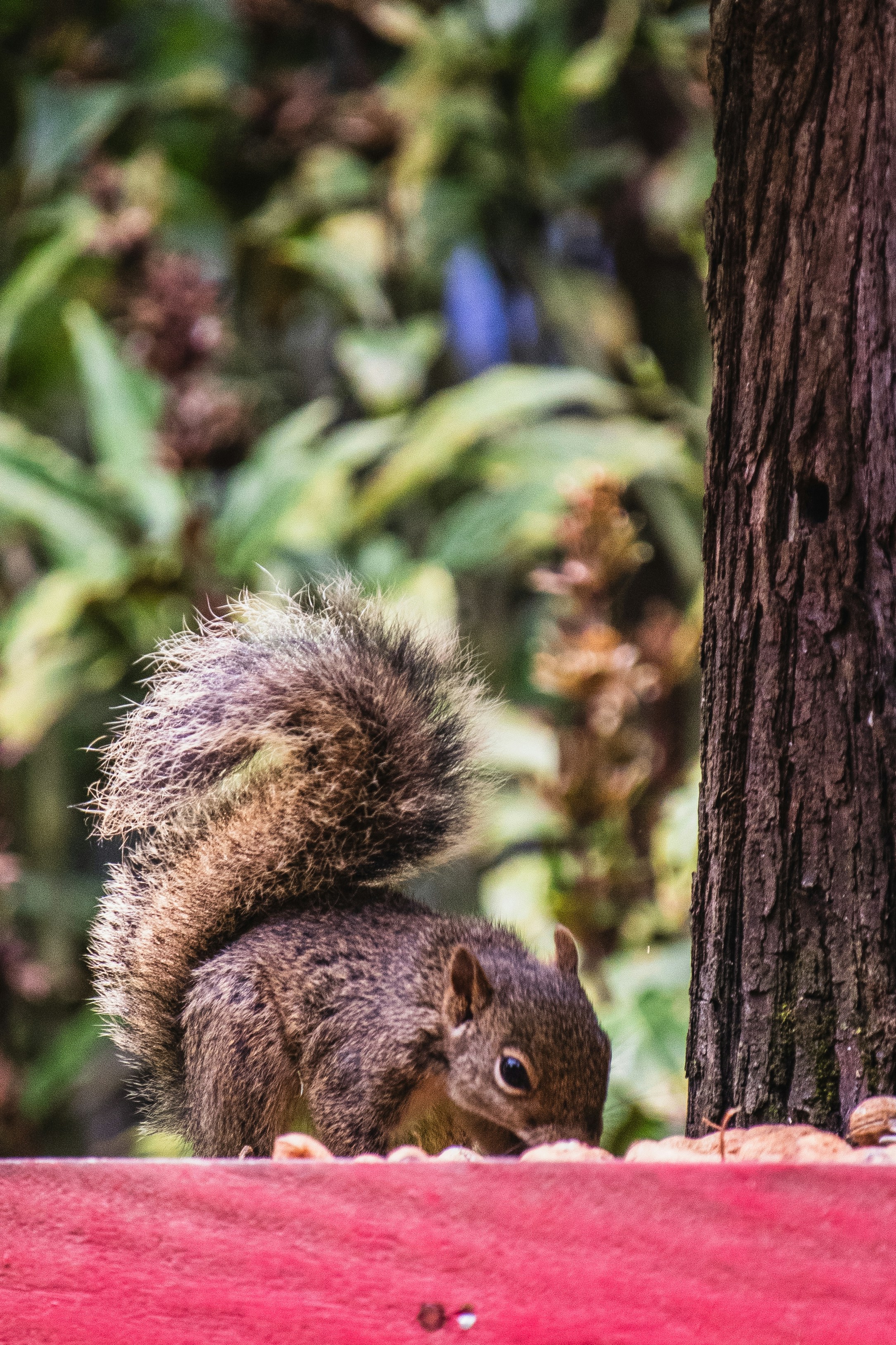 Ruby on the Red Deck: Squirrel with Tail Parked by Bark