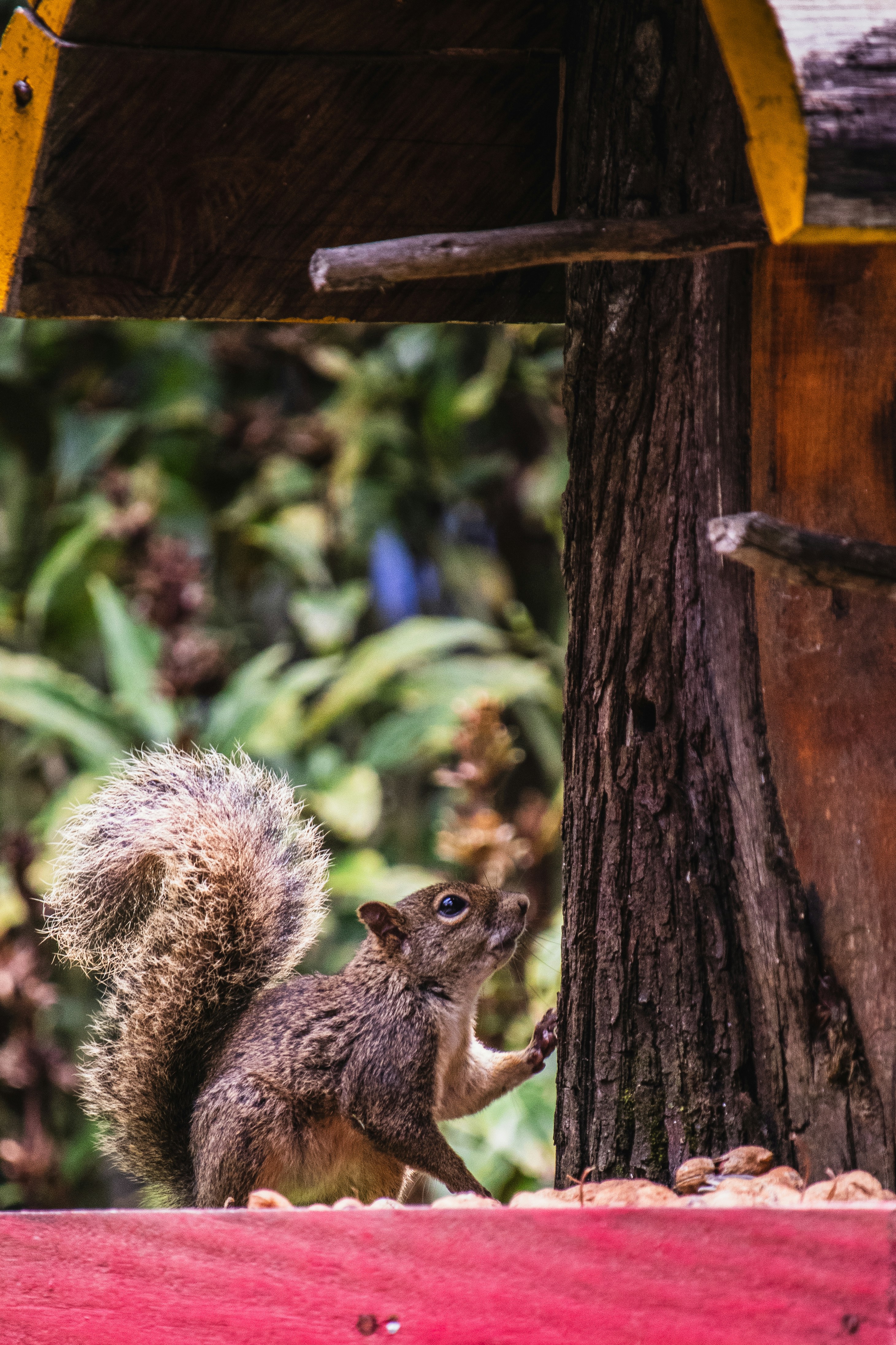 Squirrel on a Crimson Edge: a Quiet Moment Among Weathered Timber
