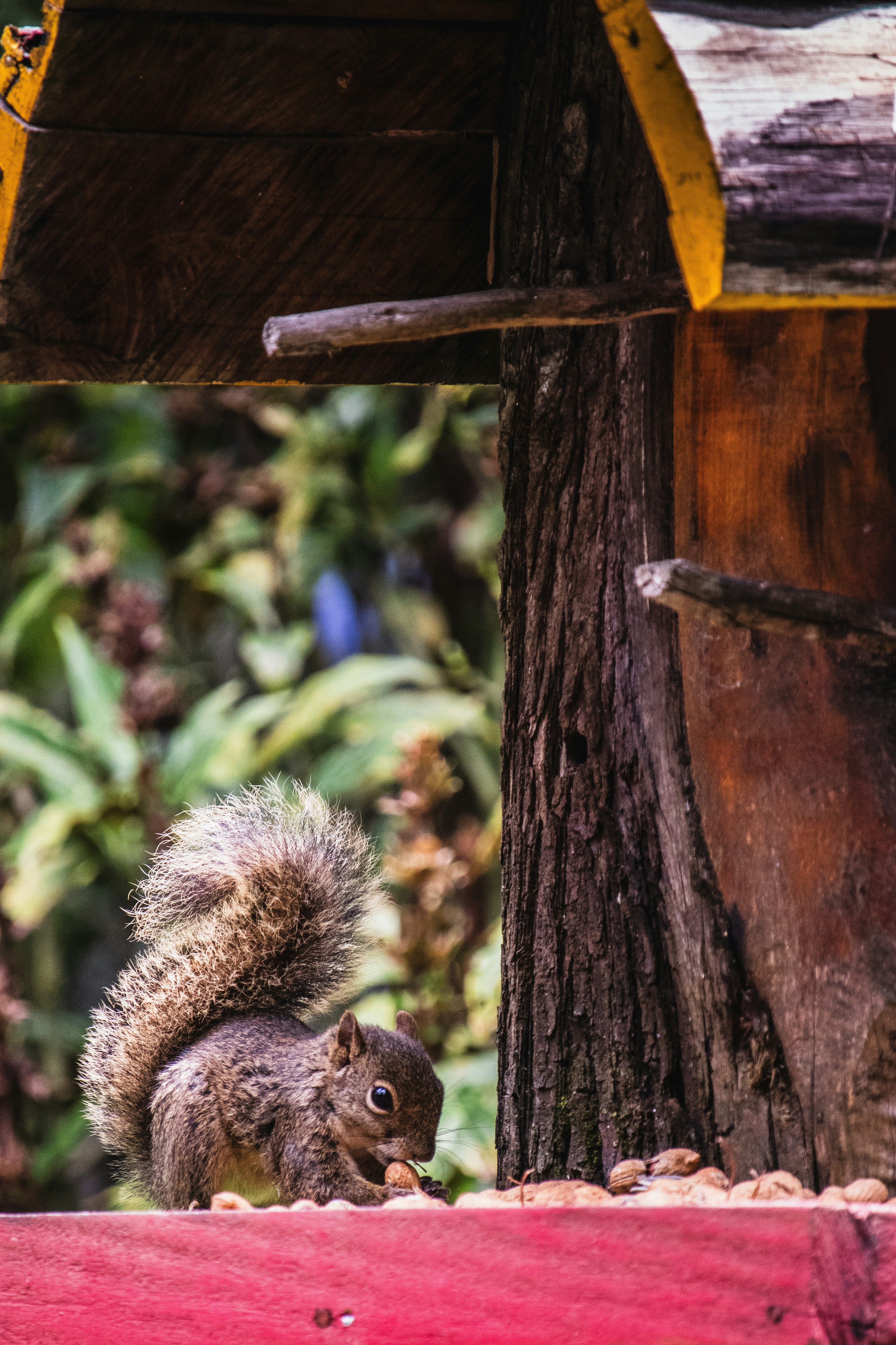 Nut Quest Under Weathered Timber