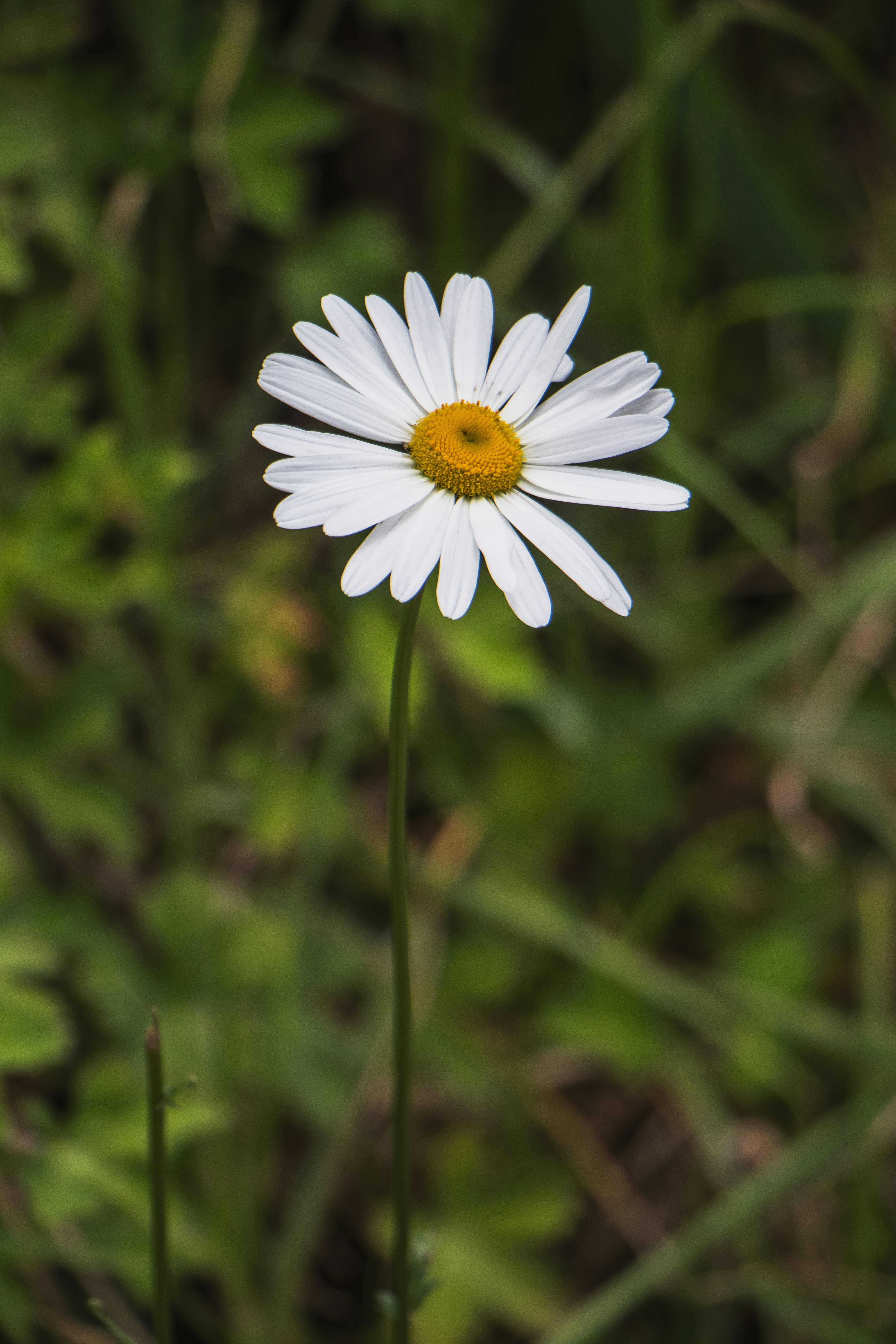 A single daisy blooms in a green field. photo – Free Flowers Image on ...