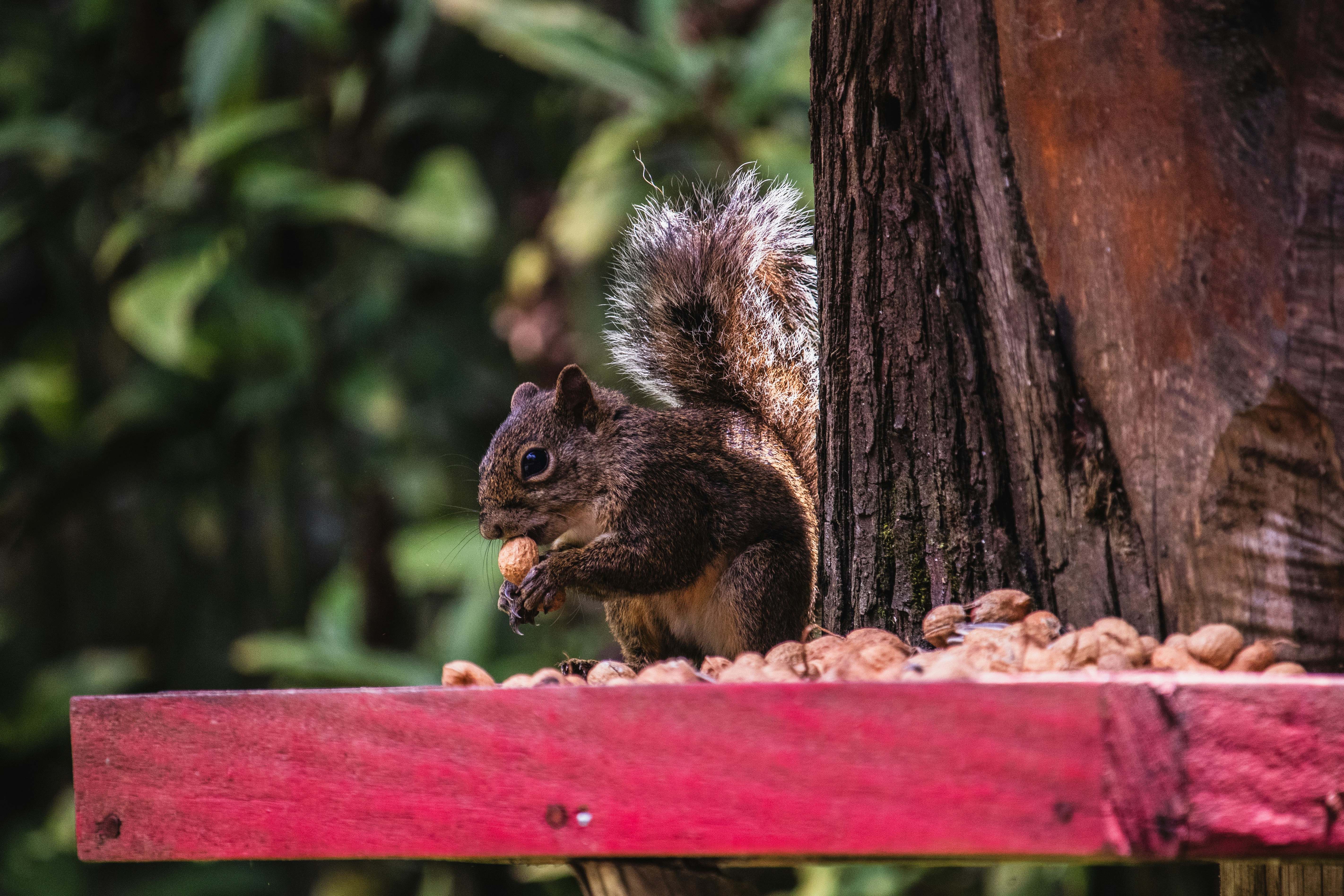 Crimson Ledge Nut Pause: Squirrel in Focus