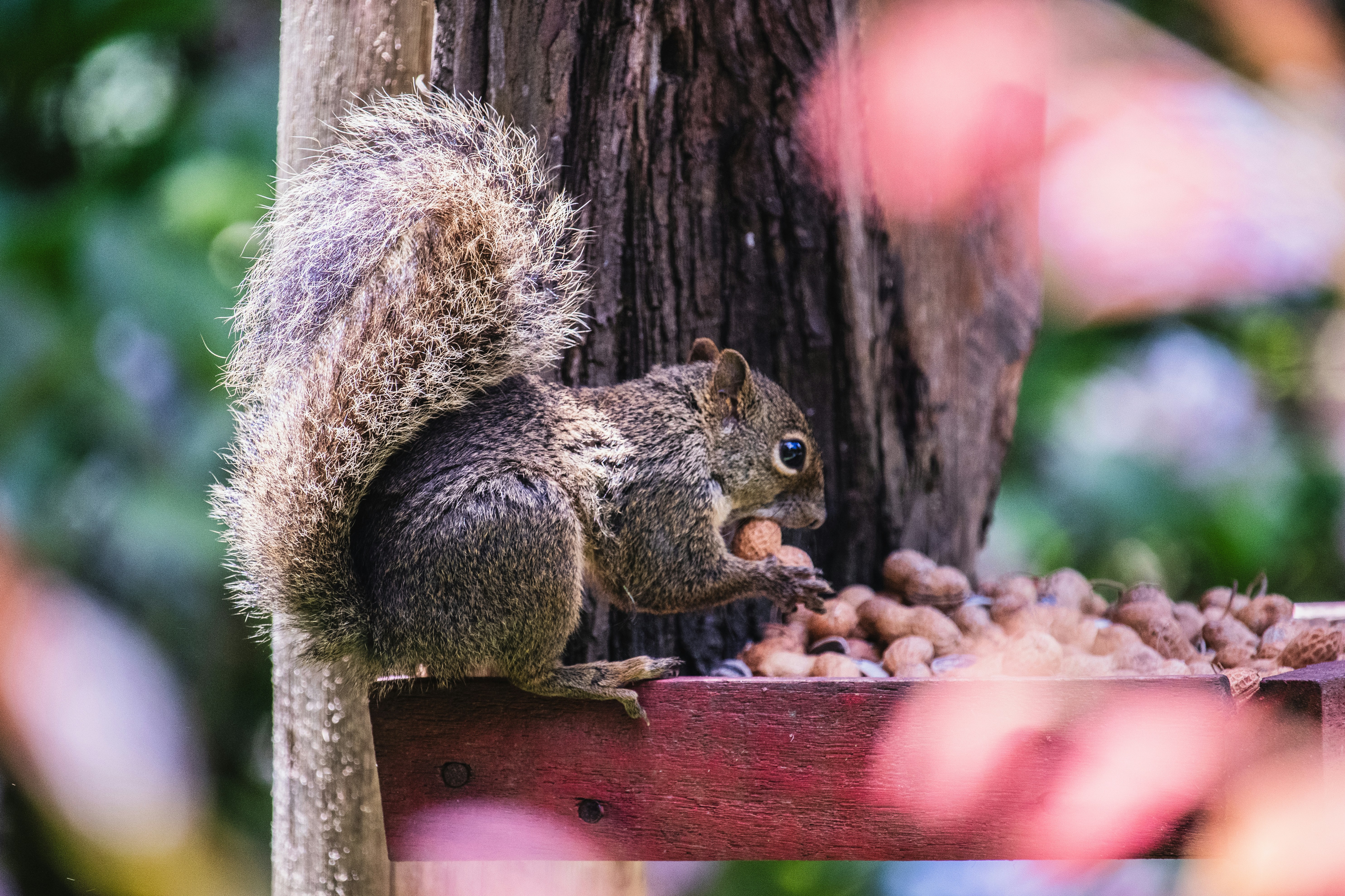 Nut Feeder Pause: A Squirrel Snacks by a Bark-fed Table