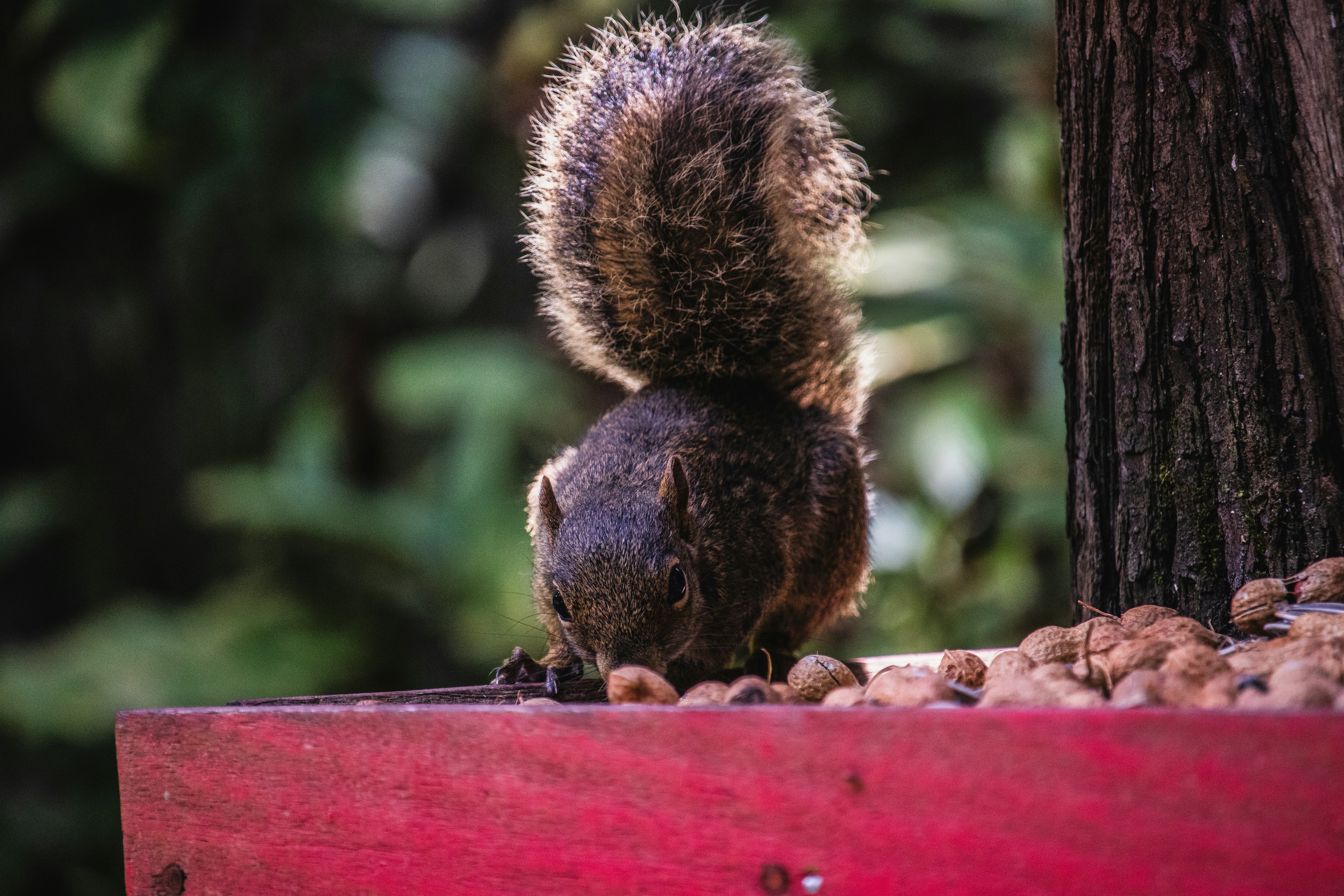 Crimson Platform Nut-Harvest: Squirrel in Focus