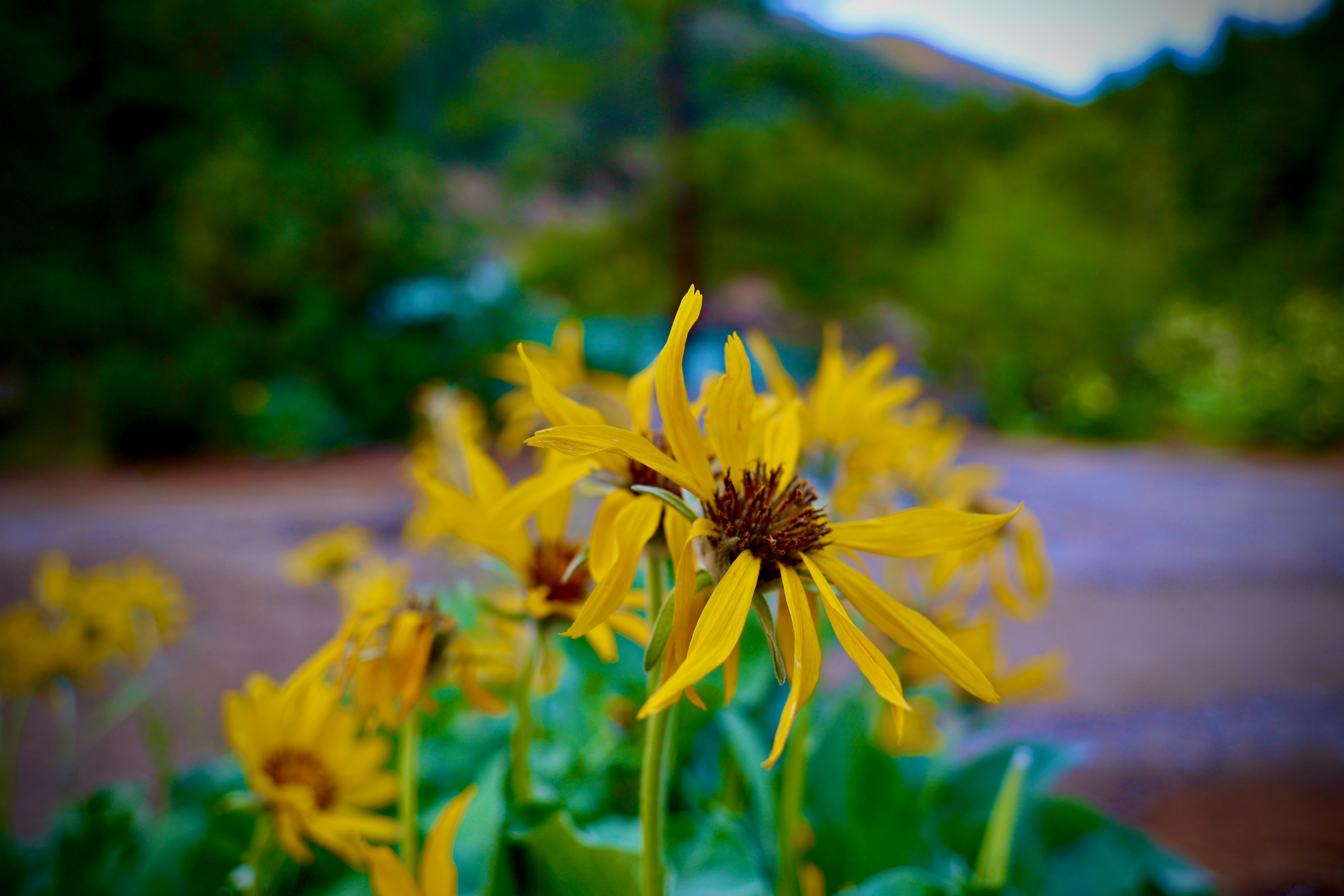 Center-Stage Yellow Bloom with Velvet Garden Blur