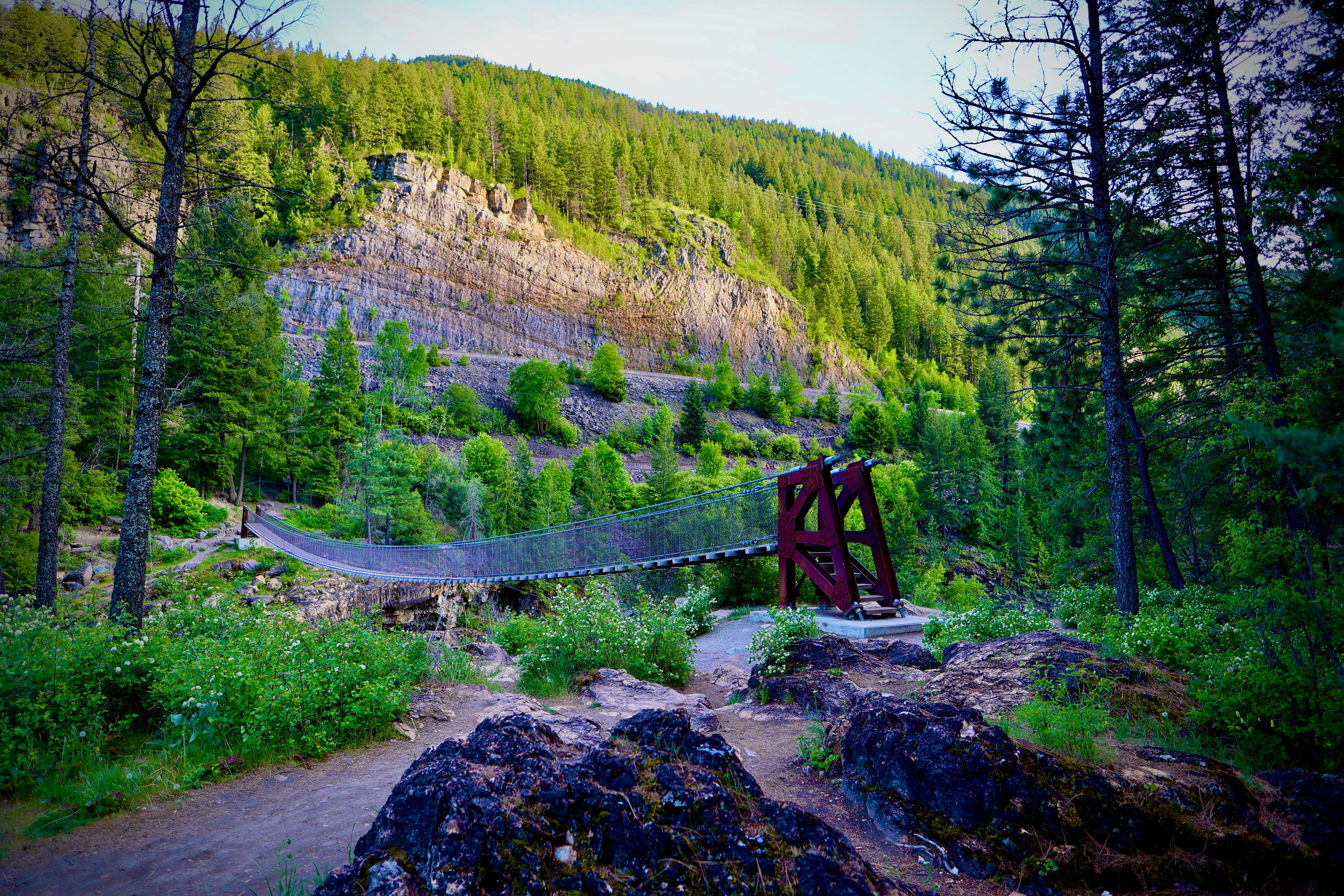Suspended Path: A hanging bridge over a pine-clad gorge