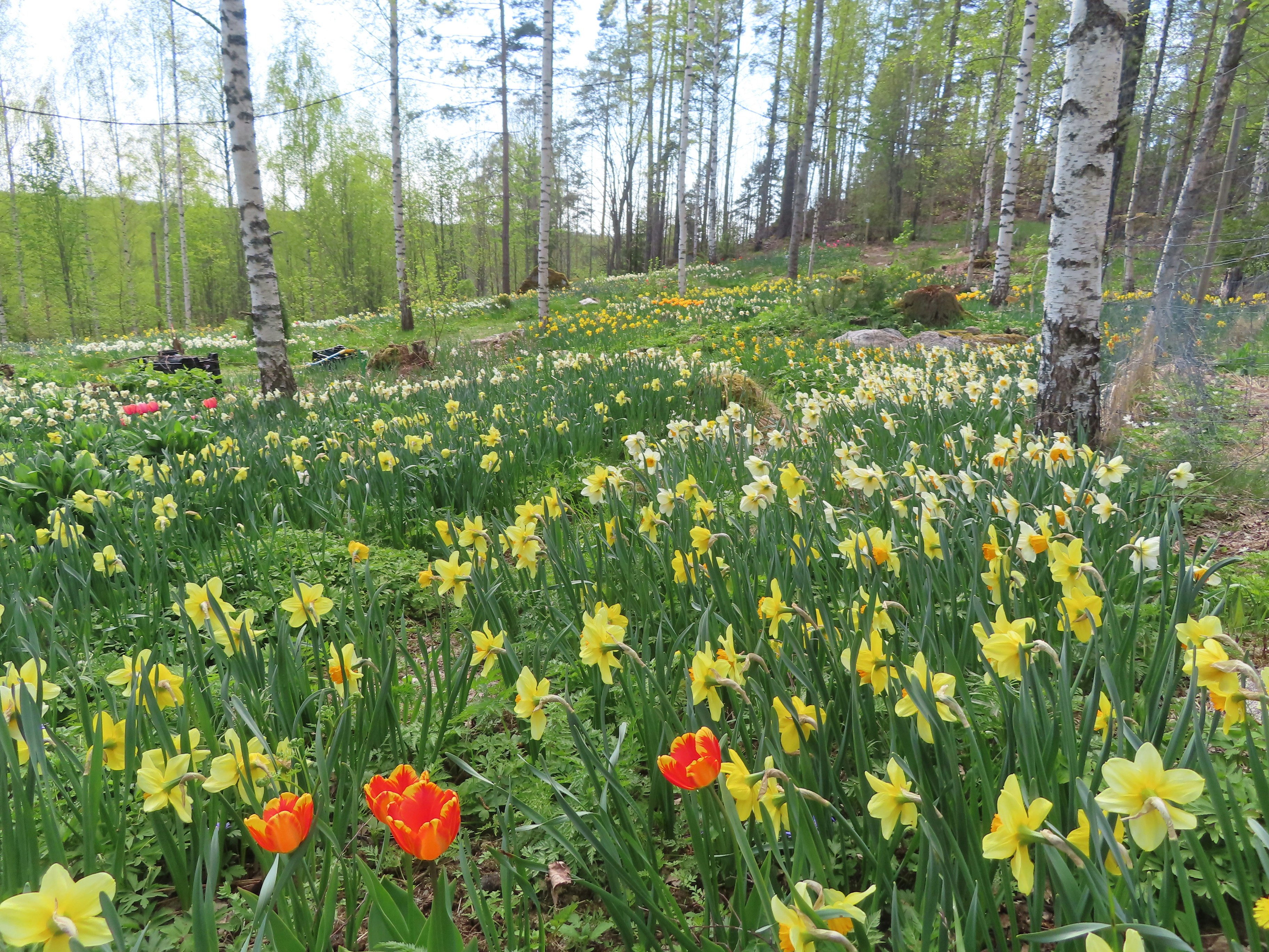 Daffodils and tulips bloom in a beautiful forest.